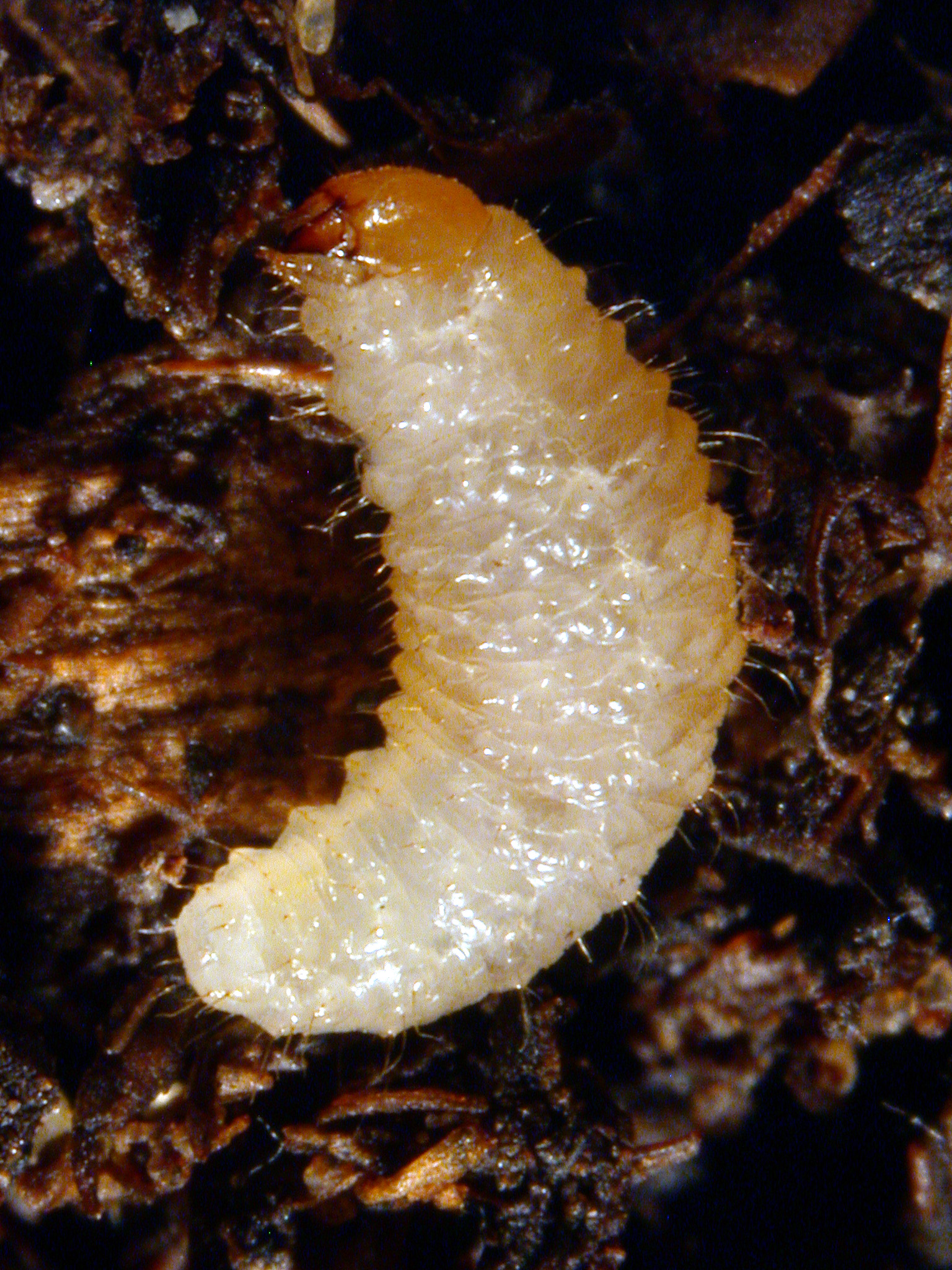 Identify and Manage Black Vine Weevil on flowers