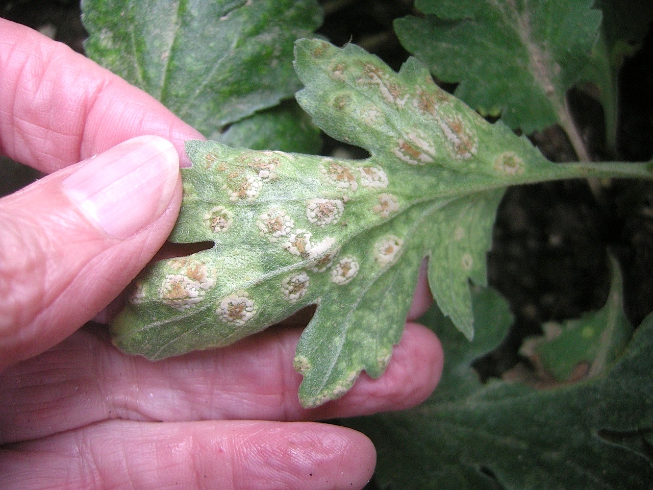 Identify and Manage Chrysanthemum White Rust on flowers