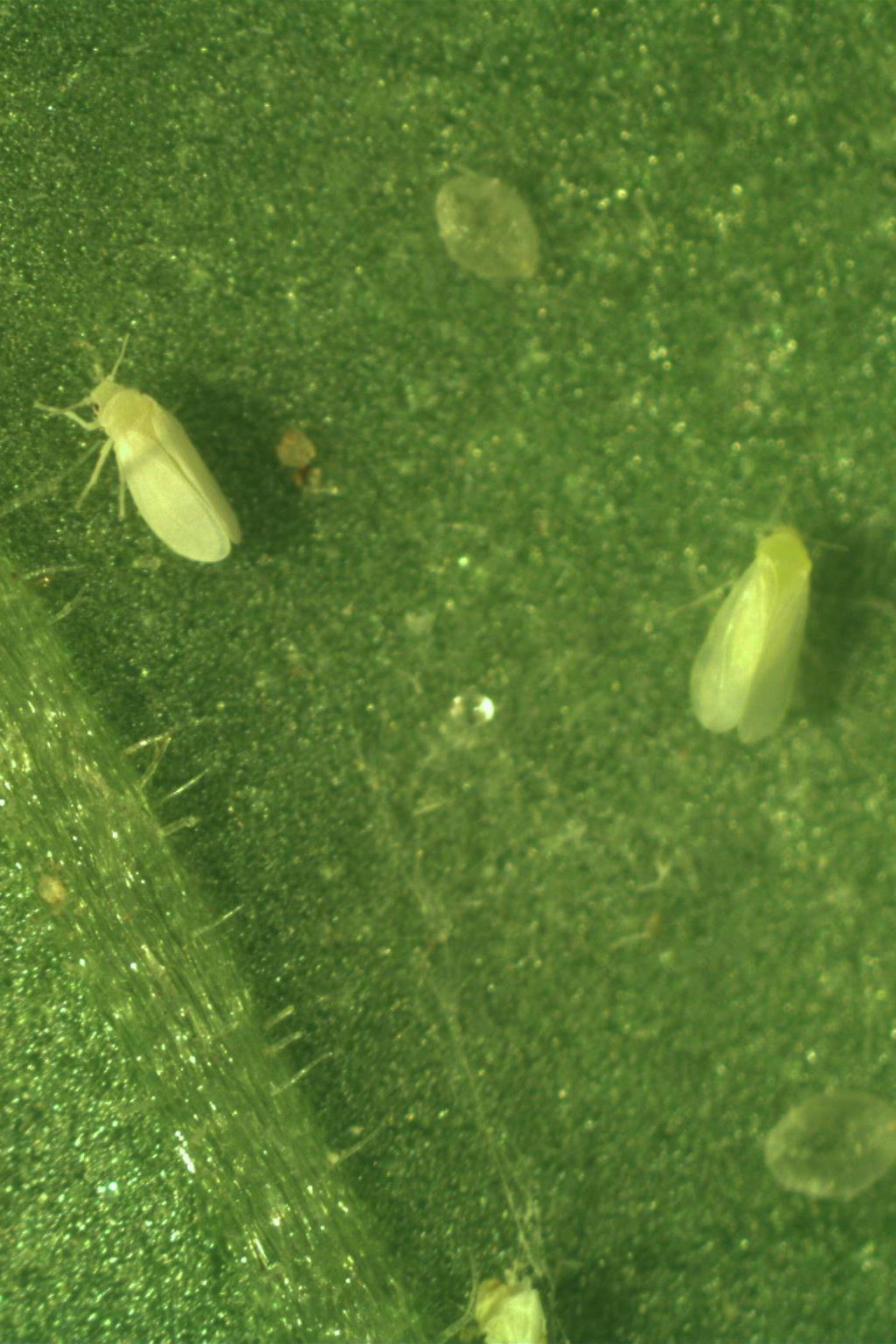 Identify and Manage Whitefly on flowers