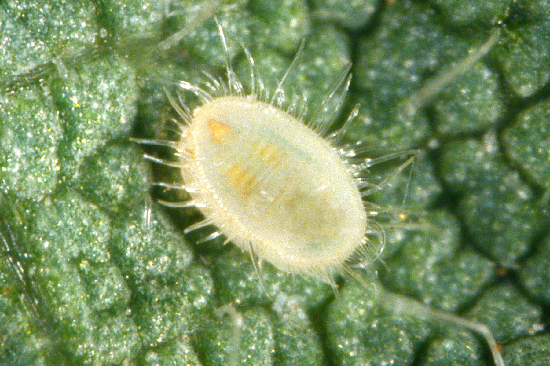 Identify and Manage Whitefly on flowers