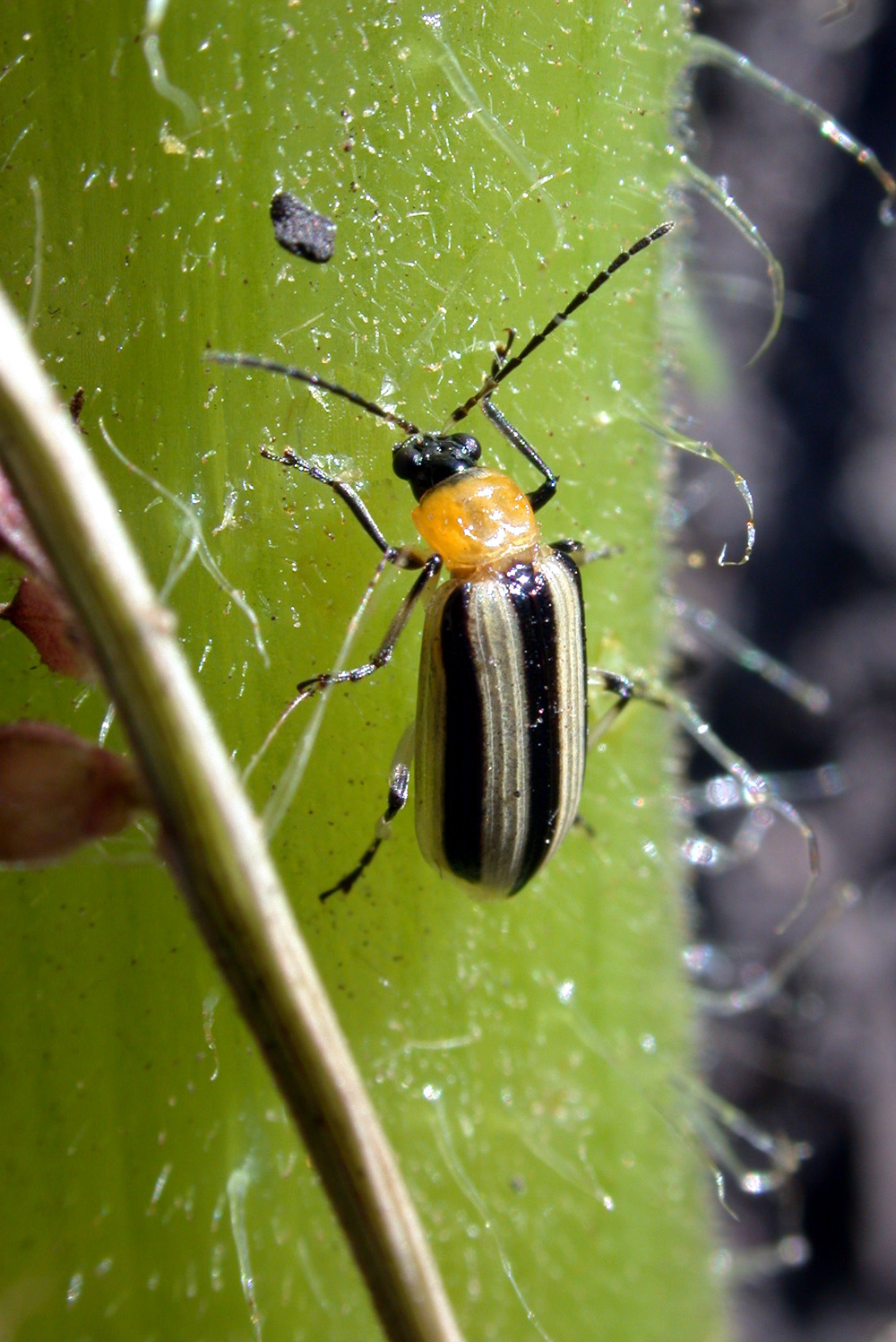 Identify and Manage Striped and Spotted Cucumber Beetles on flowers