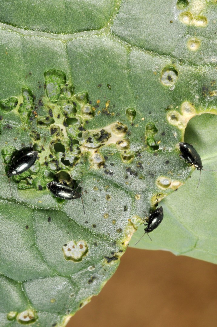 Identify and Manage Flea Beetle on flowers