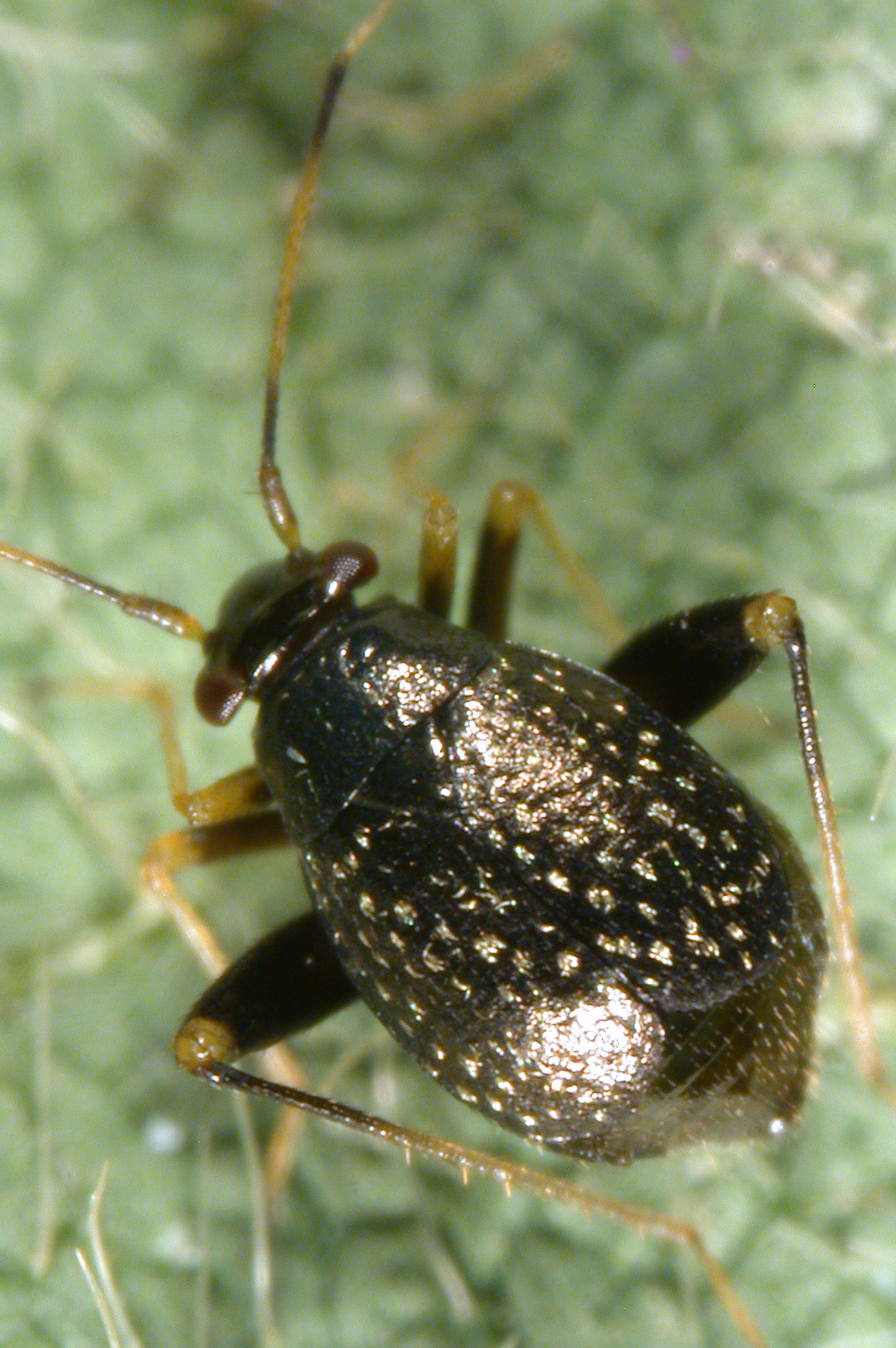 Identify and Manage Flea Beetle on flowers