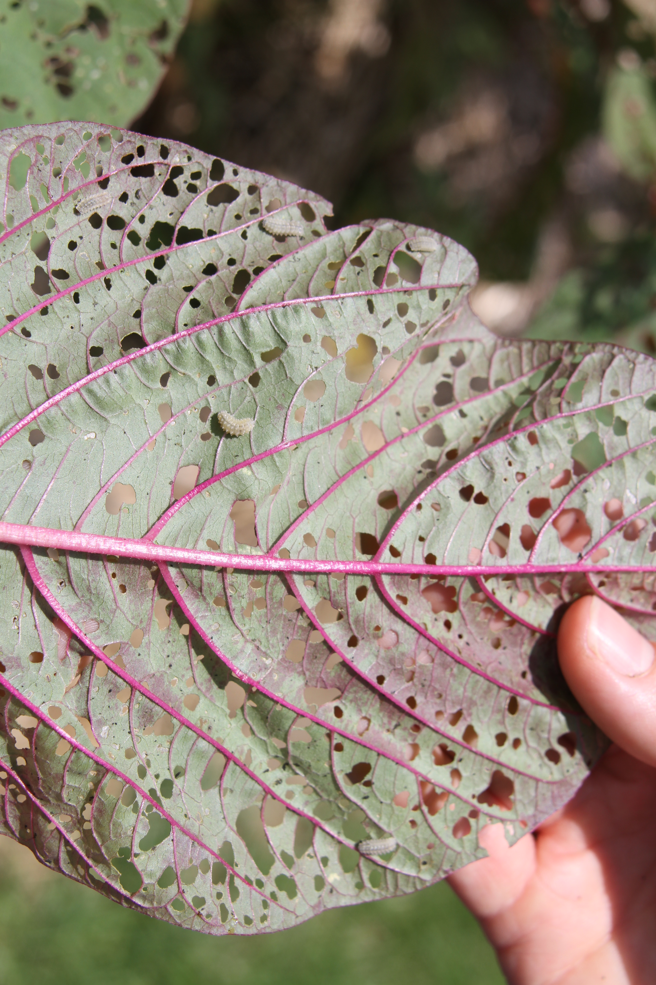 Identify and Manage Flea Beetle on flowers