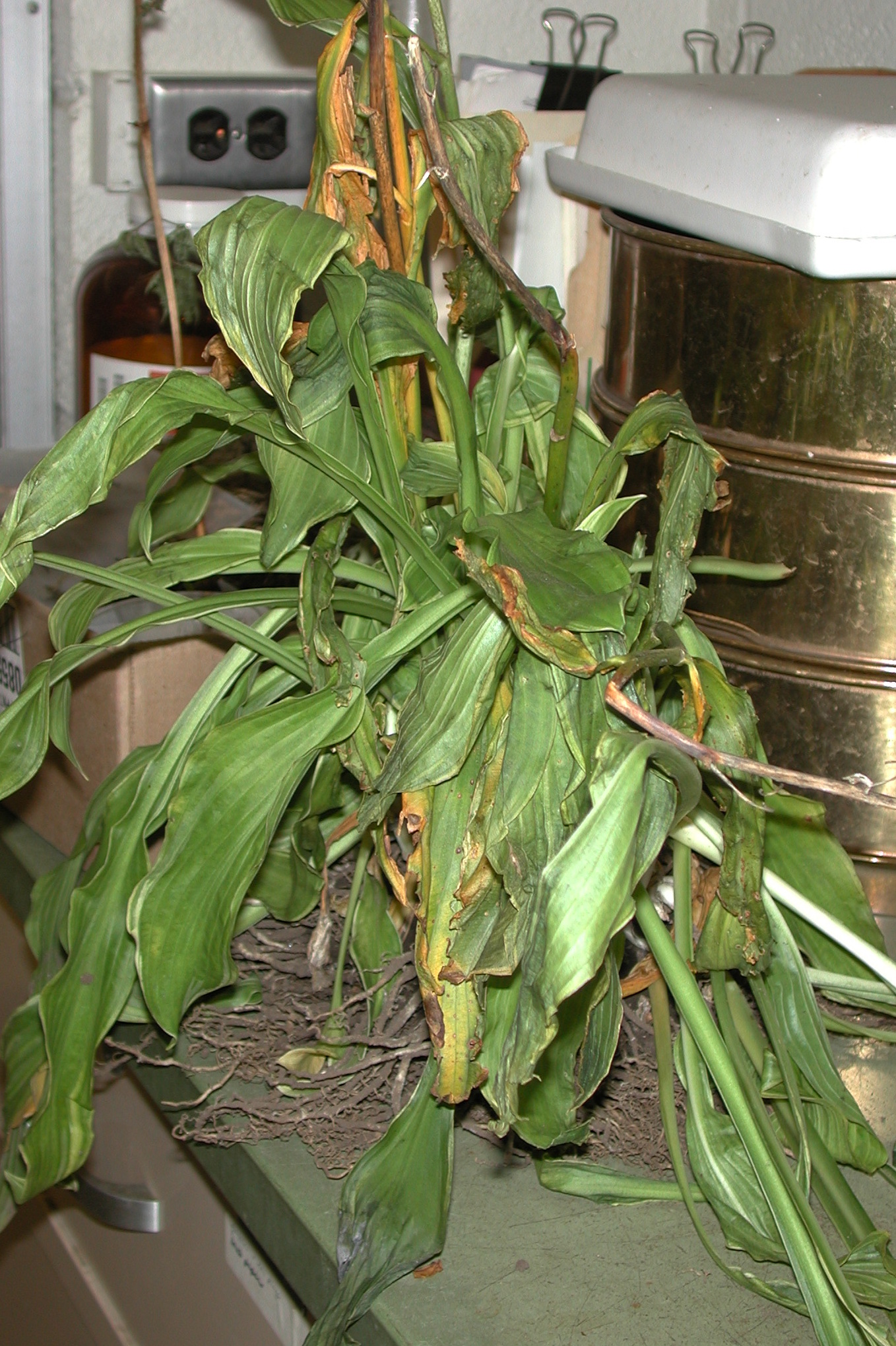 Identify and Manage Southern Blight on flowers