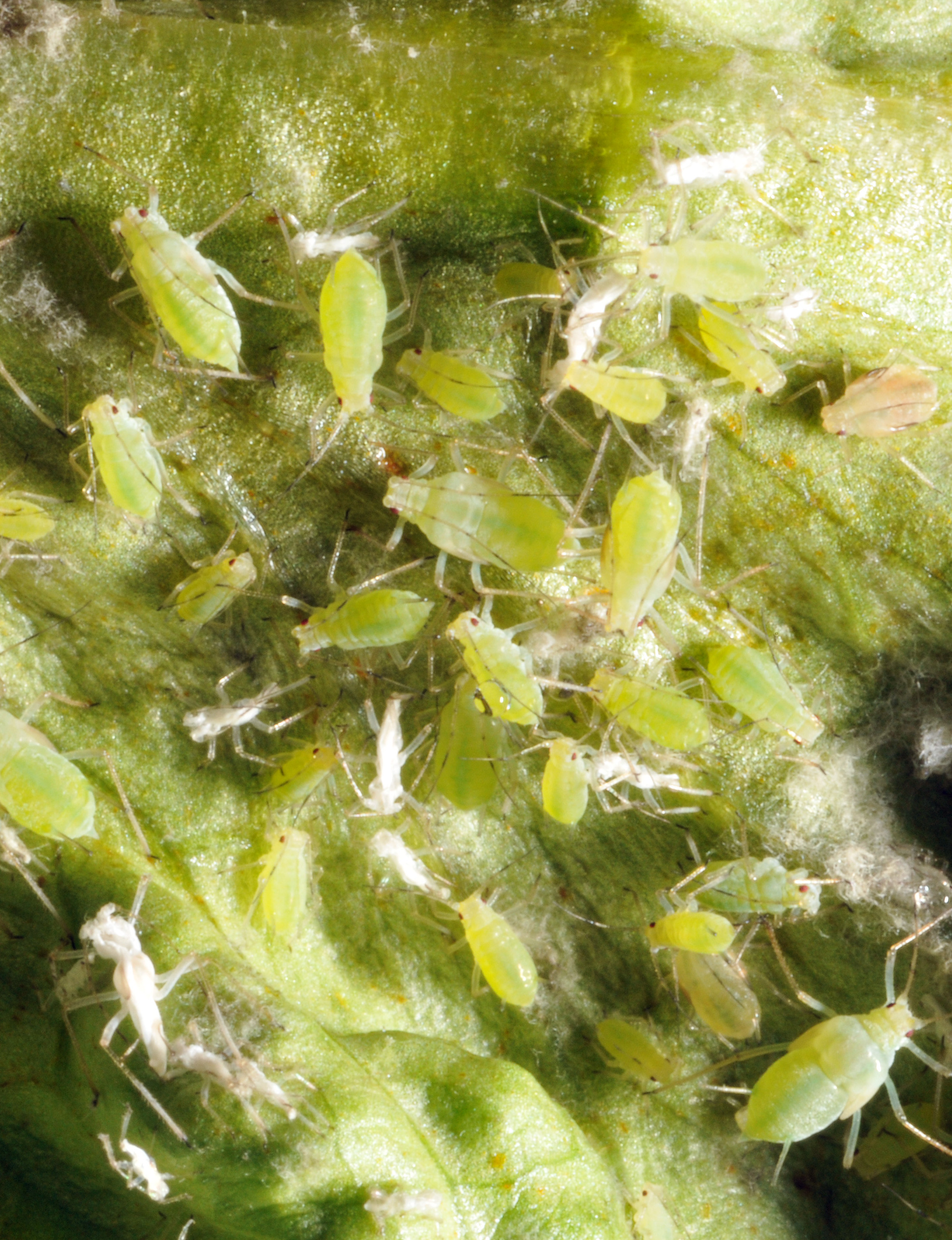 Identify and Manage Aphids on flowers