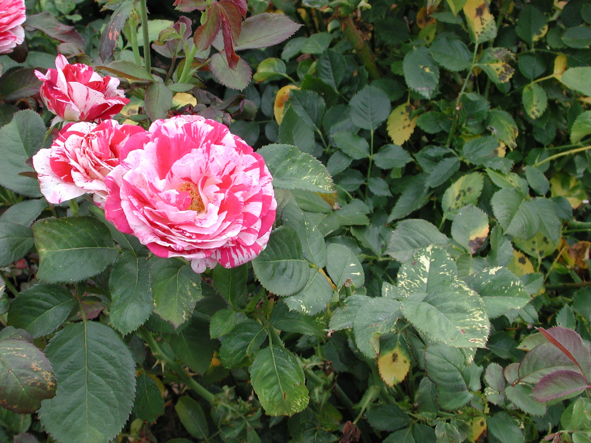 Identify and Manage Rose Mosaic on trees and shrubs