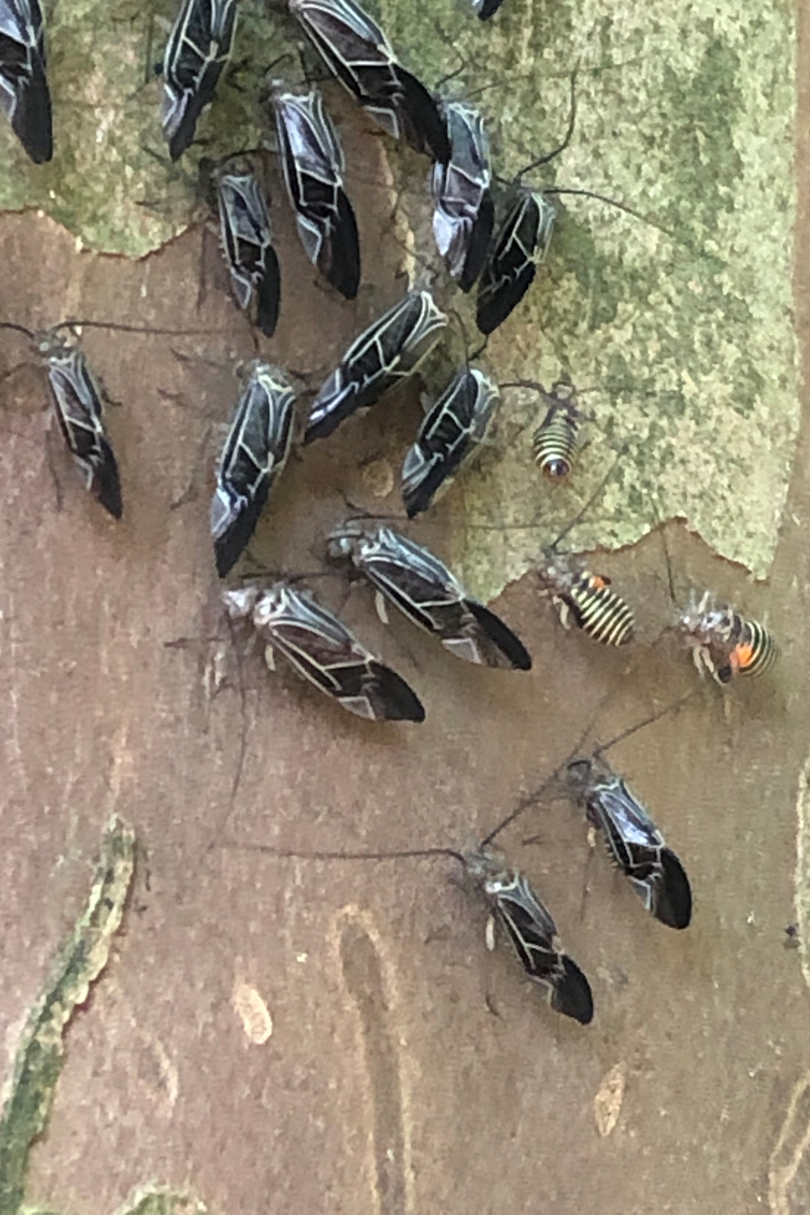 Identify and Manage Common Barklice on trees and shrubs