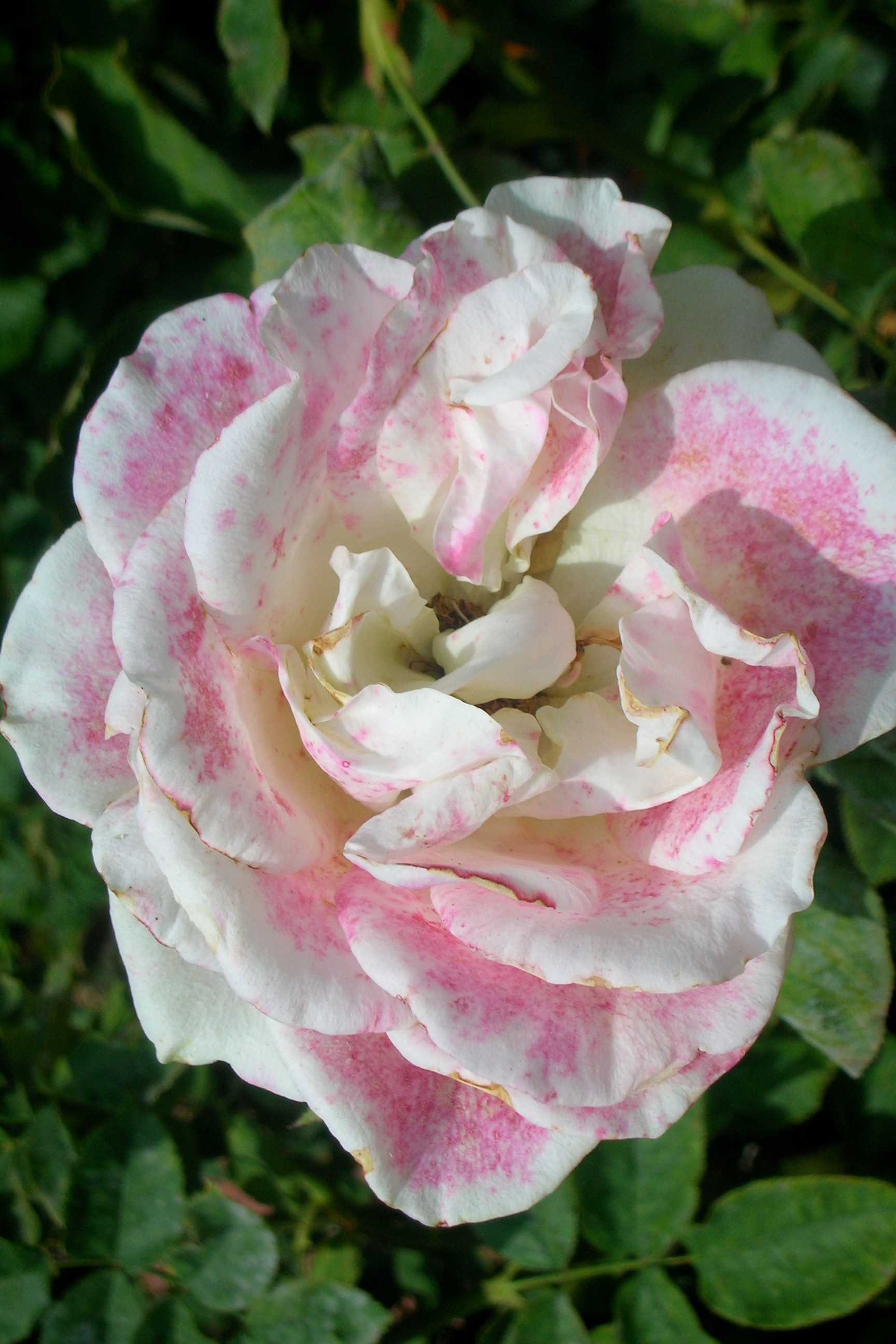 Identify and Manage Botrytis, Grey mold on trees and shrubs