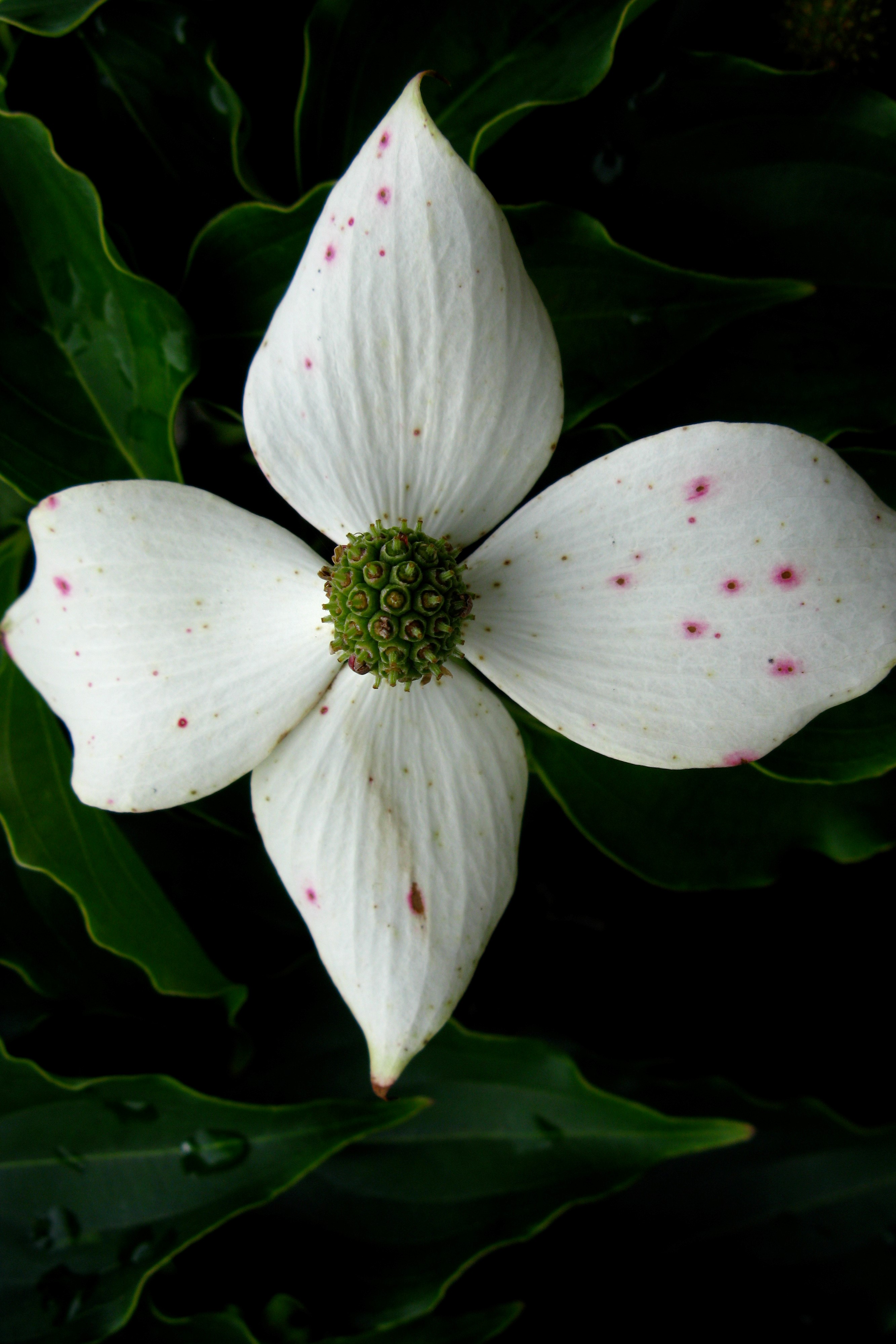 Identify and Manage Botrytis, Grey mold on trees and shrubs