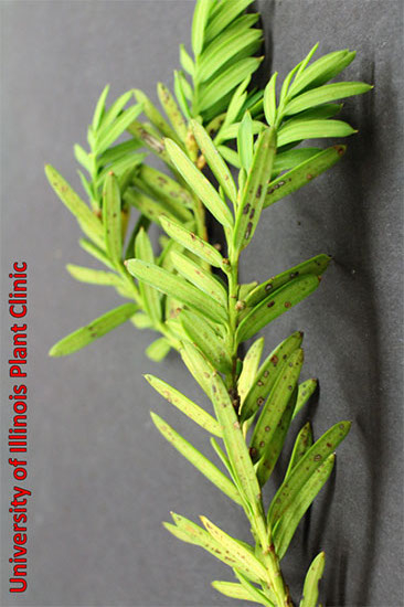 Identify and Manage Edema or Oedema on trees and shrubs