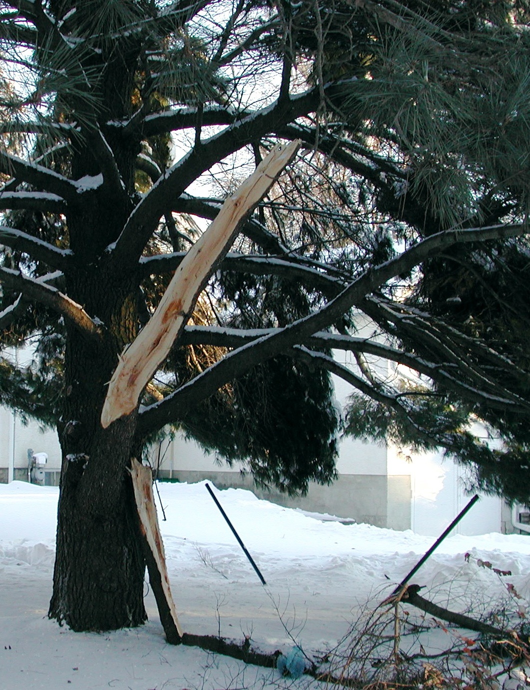 Identify and Manage Ice Damage on trees and shrubs