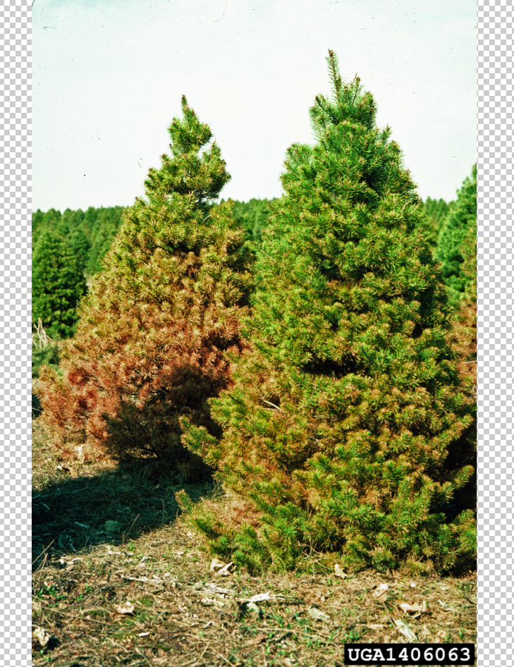 Identify and Manage Lophodermium Needle Cast on trees and shrubs