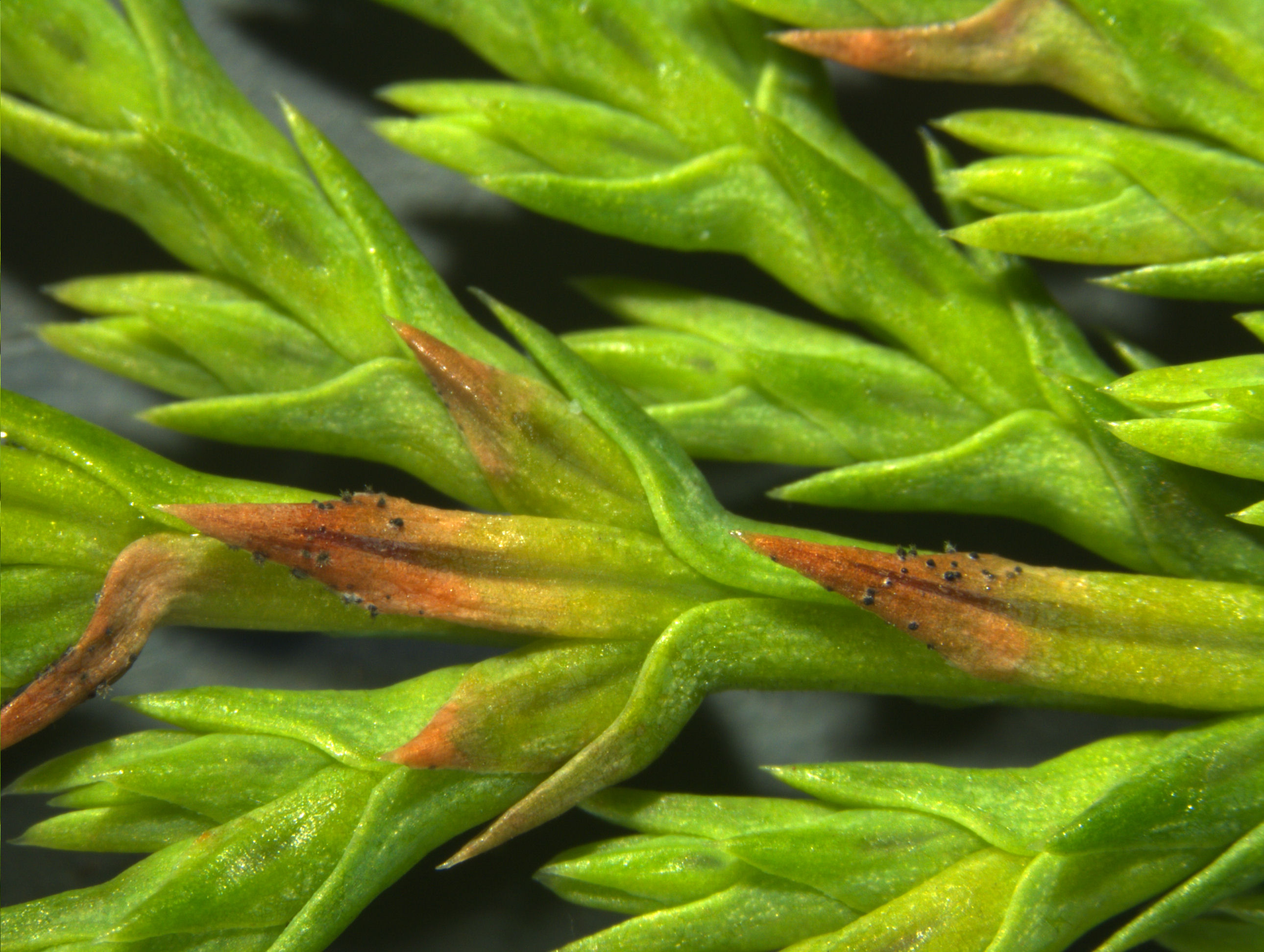 Identify and Manage Passalora Needle Blight on trees and shrubs