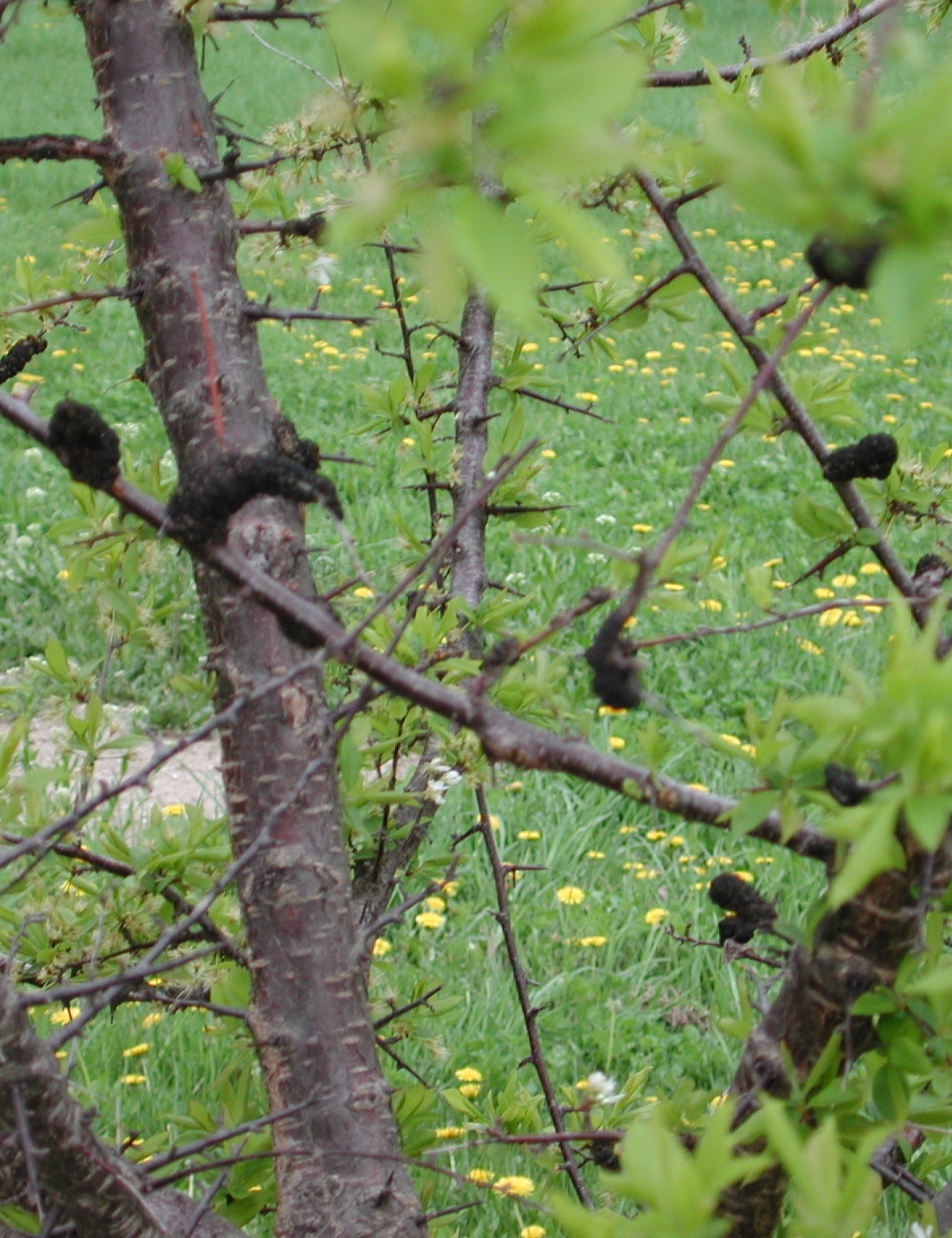 Identify and Manage Black Knot on trees and shrubs