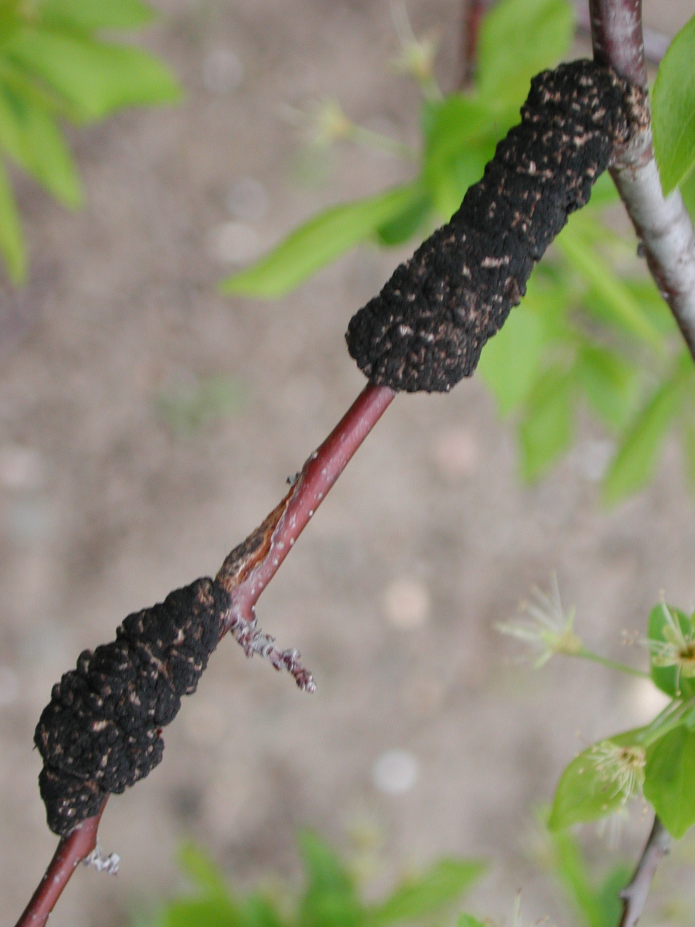 Identify and Manage Black Knot on trees and shrubs