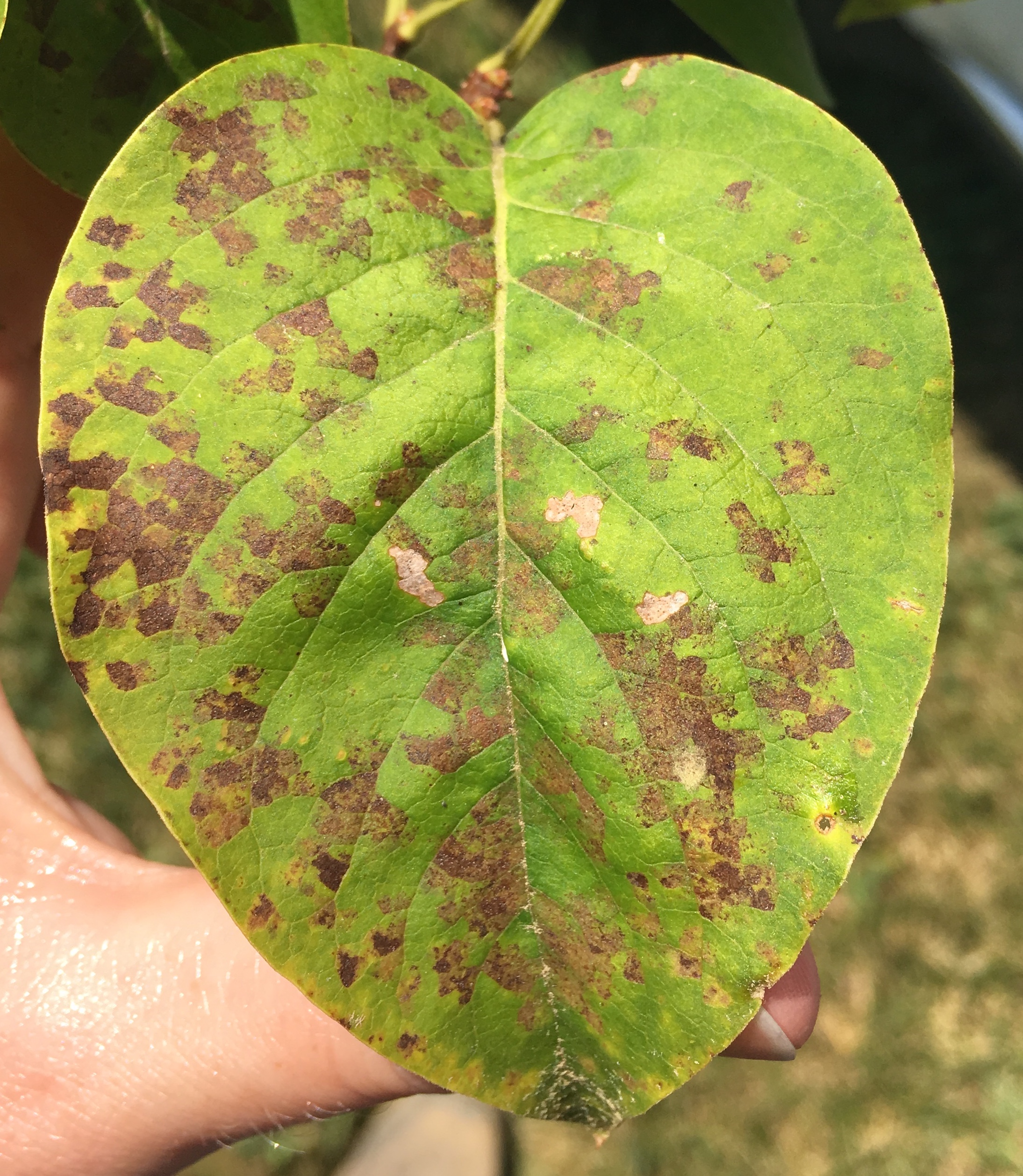 Identify and Manage Tree-Lilac Leaf Spot on trees and shrubs