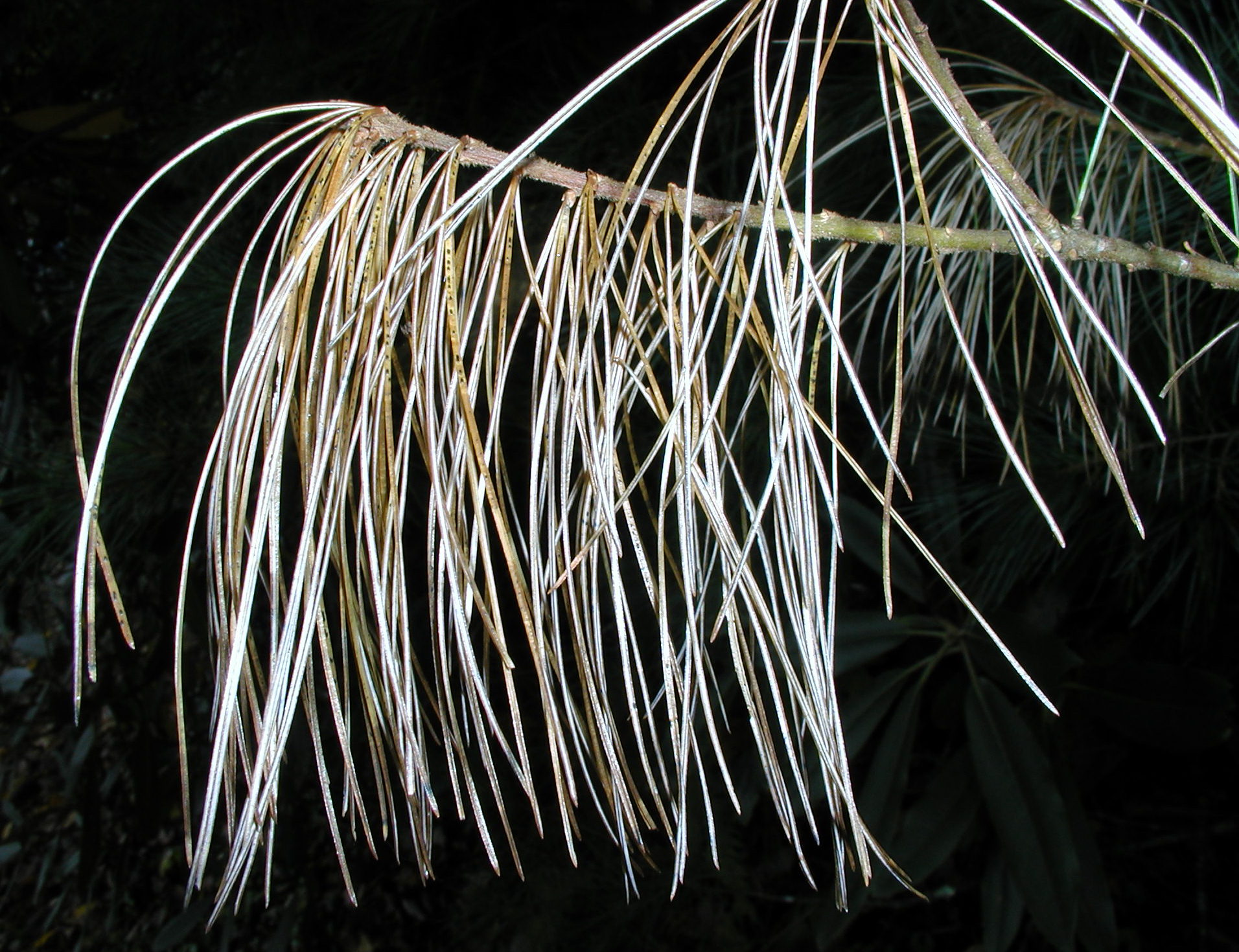 Identify and Manage Pestalotia Needle And Twig on trees and shrubs