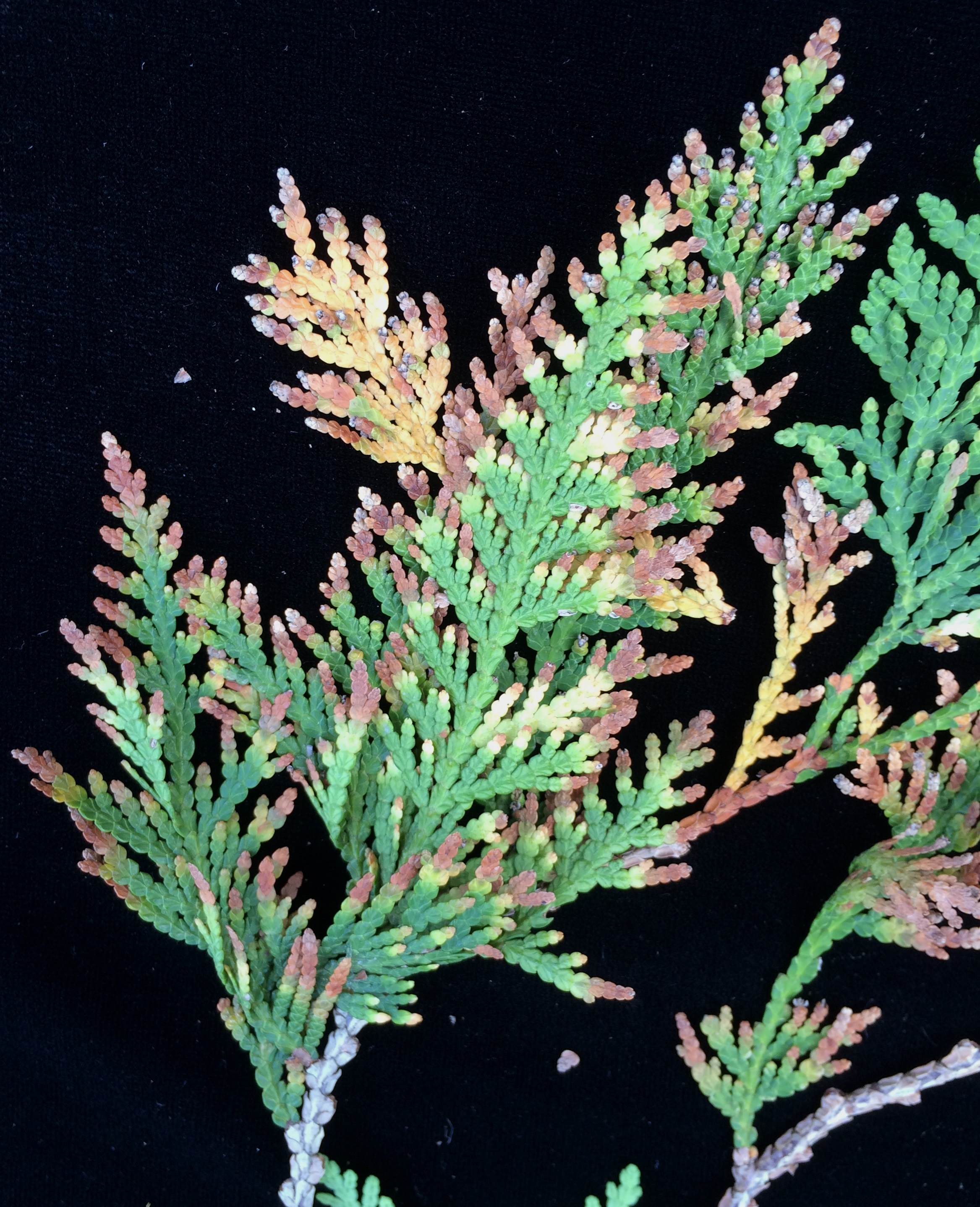 Identify and Manage Pestalotia Needle And Twig on trees and shrubs