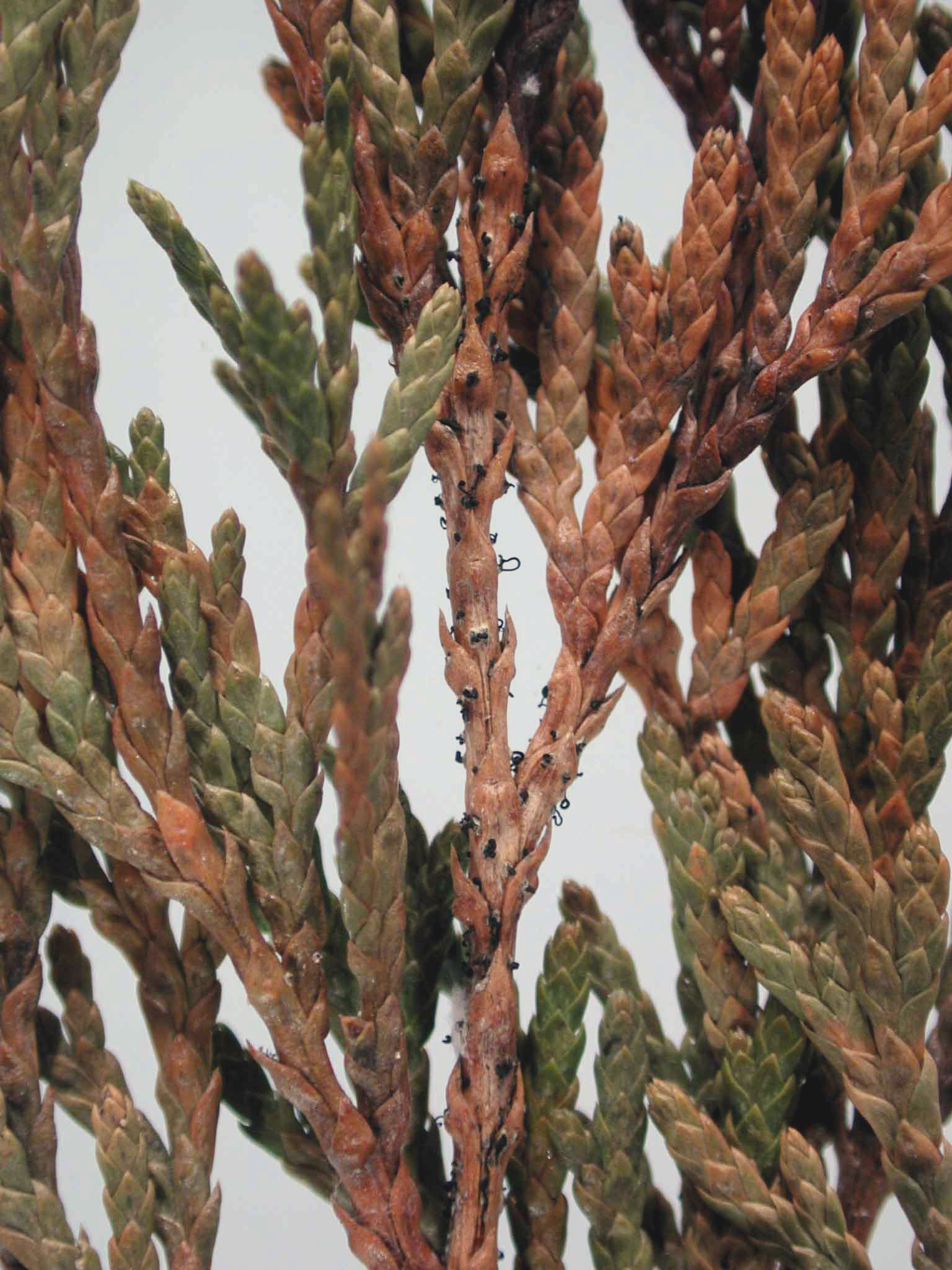 Identify and Manage Pestalotia Needle And Twig on trees and shrubs