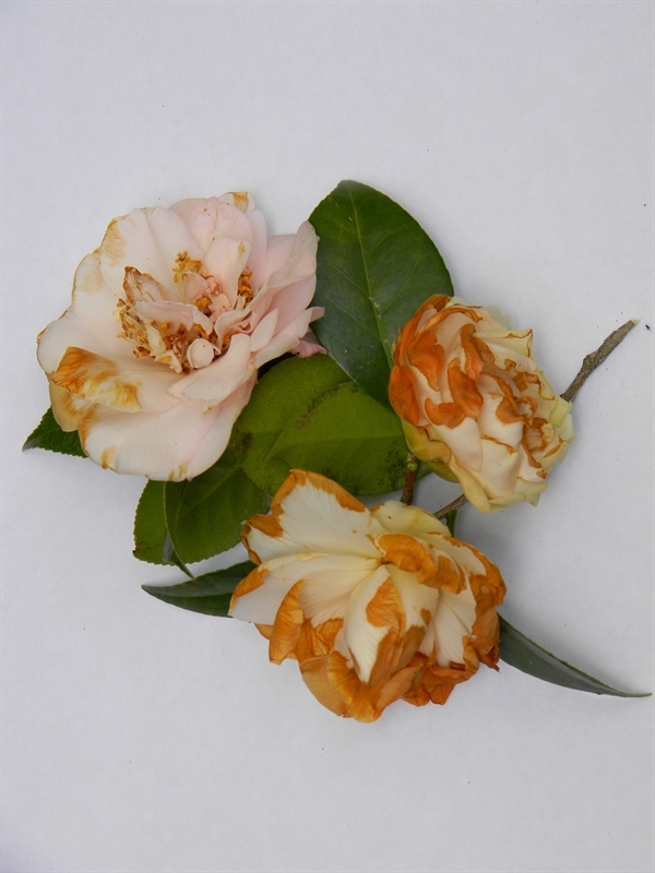 Identify and Manage Camellia Petal Blight on trees and shrubs