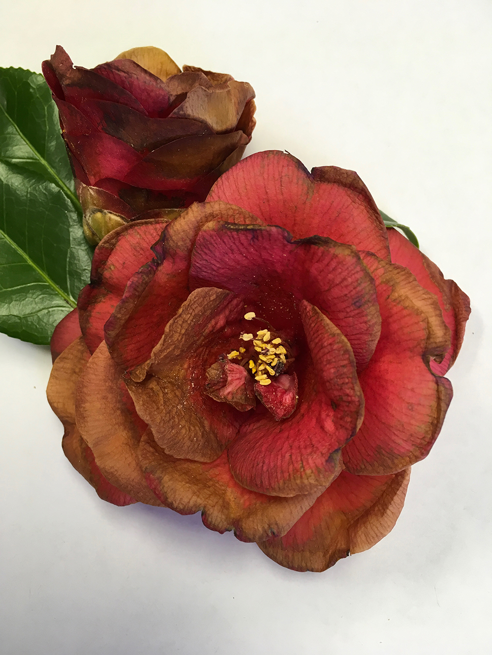 Identify and Manage Camellia Petal Blight on trees and shrubs