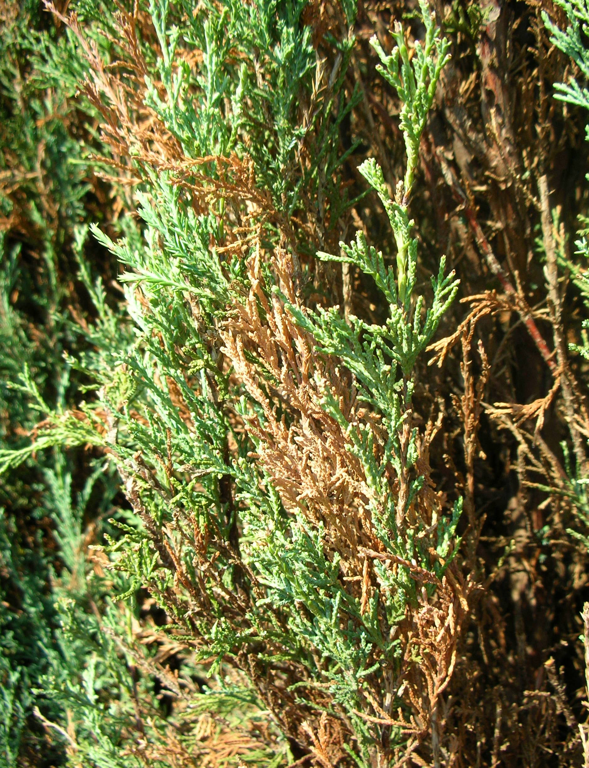 Identify and Manage Kabatina Blight on trees and shrubs