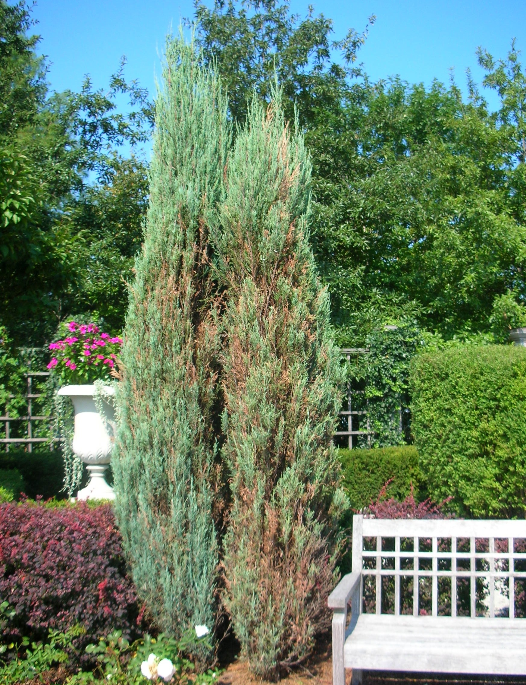 Identify and Manage Kabatina Blight on trees and shrubs