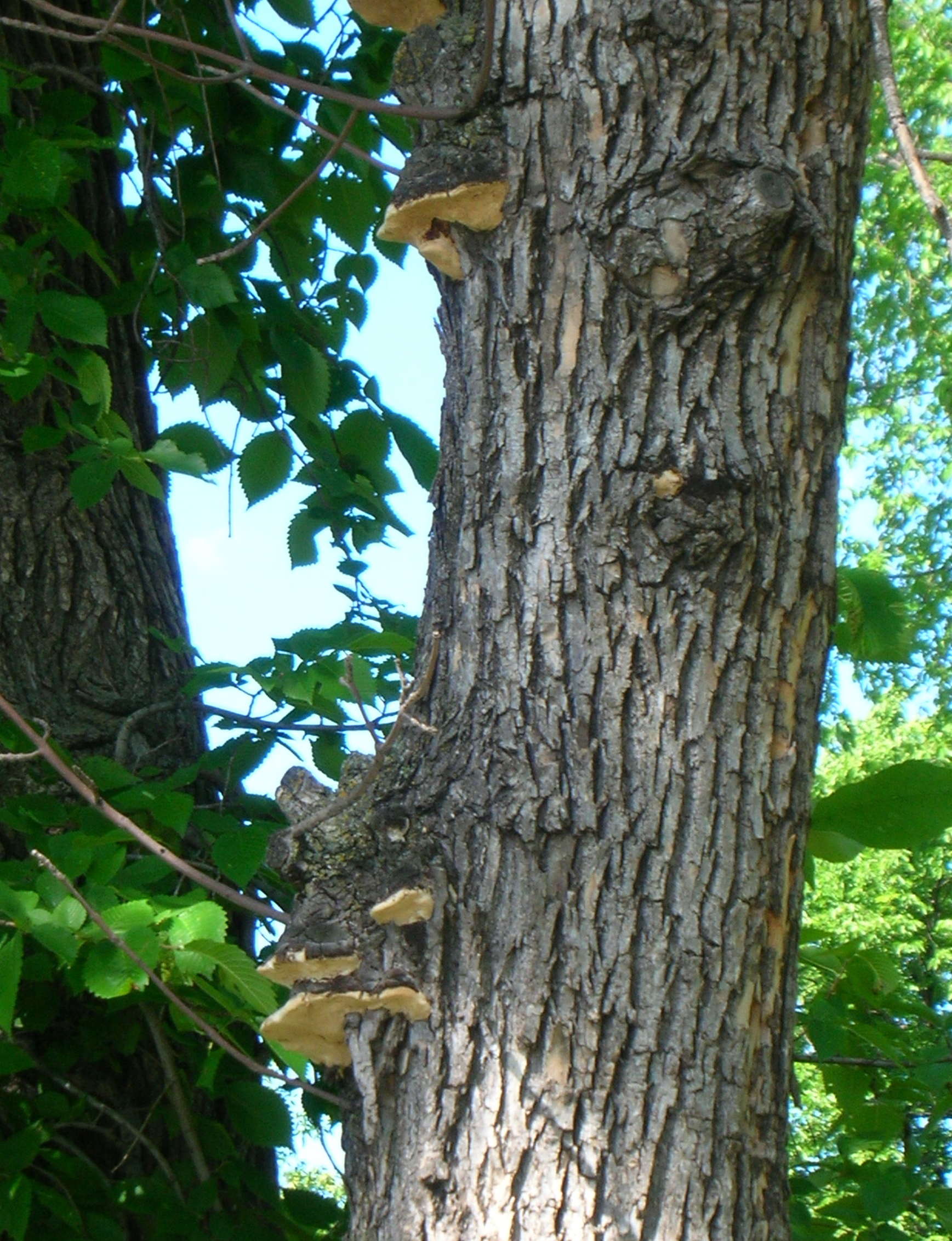 Identify and Manage Canker-rot on trees and shrubs