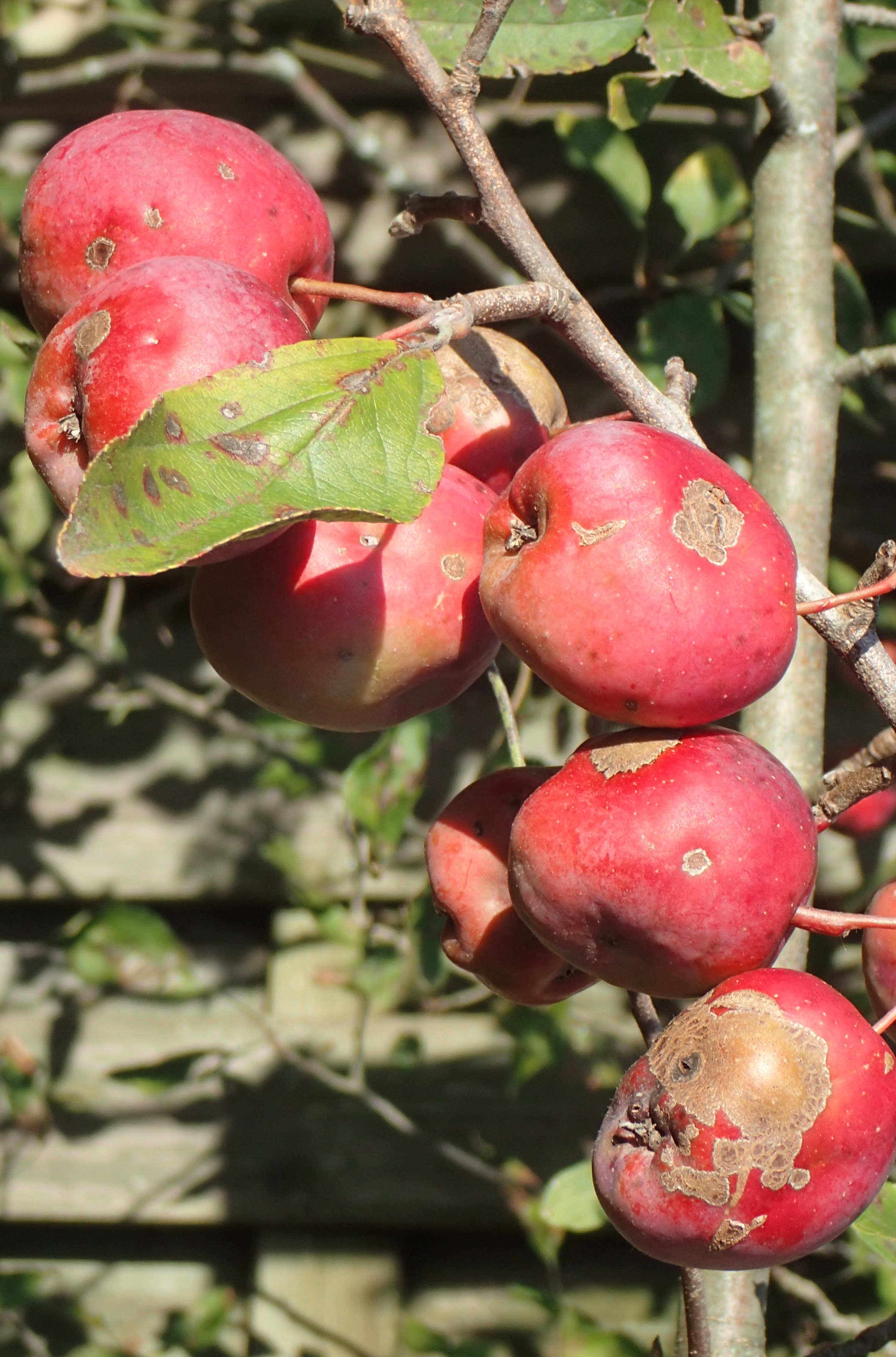 Identify and Manage Apple Scab on trees and shrubs