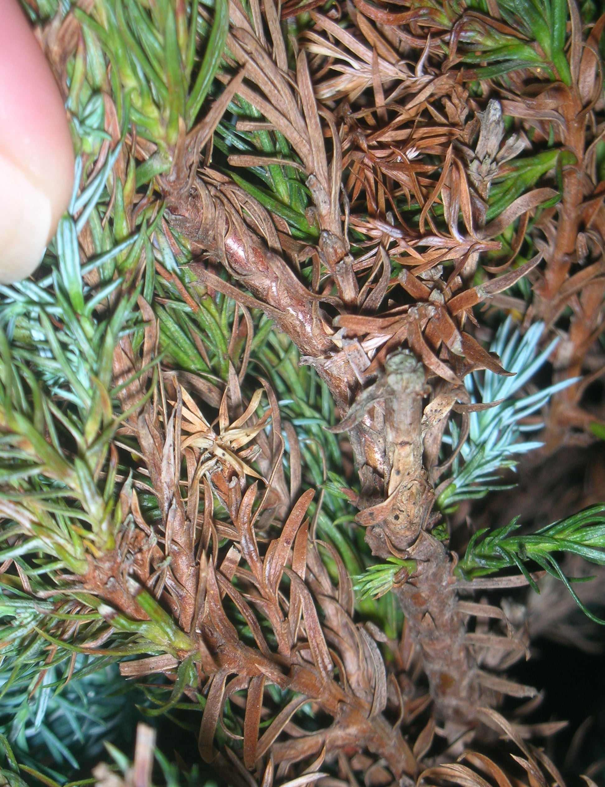 Identify and Manage Phomopsis Needle And Twig on trees and shrubs