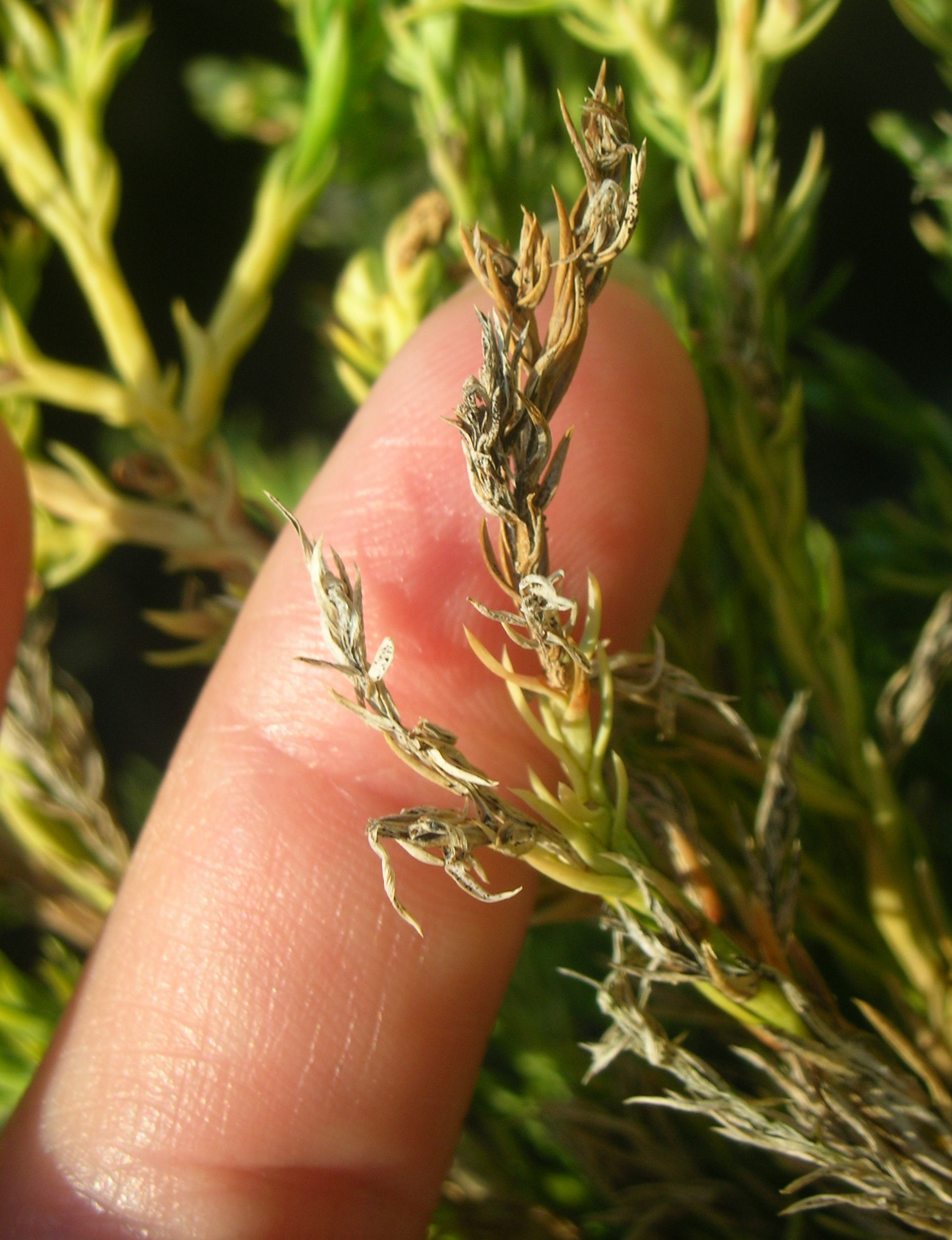 Identify and Manage Phomopsis Needle And Twig on trees and shrubs