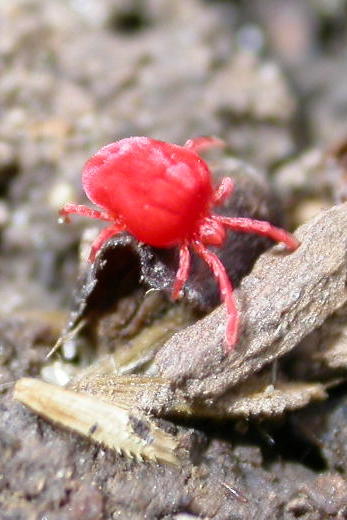 Identify and Manage Velvet Mite on trees and shrubs