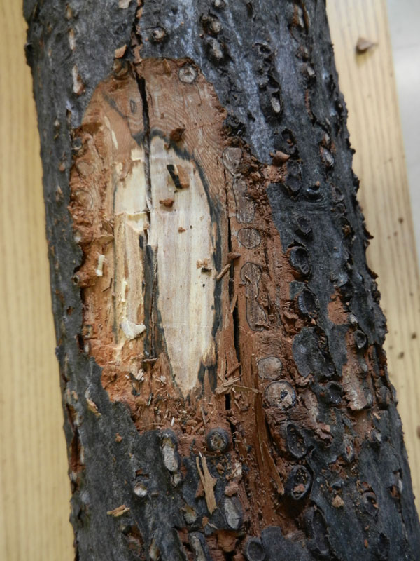 Identify and Manage Nailhead Canker on trees and shrubs