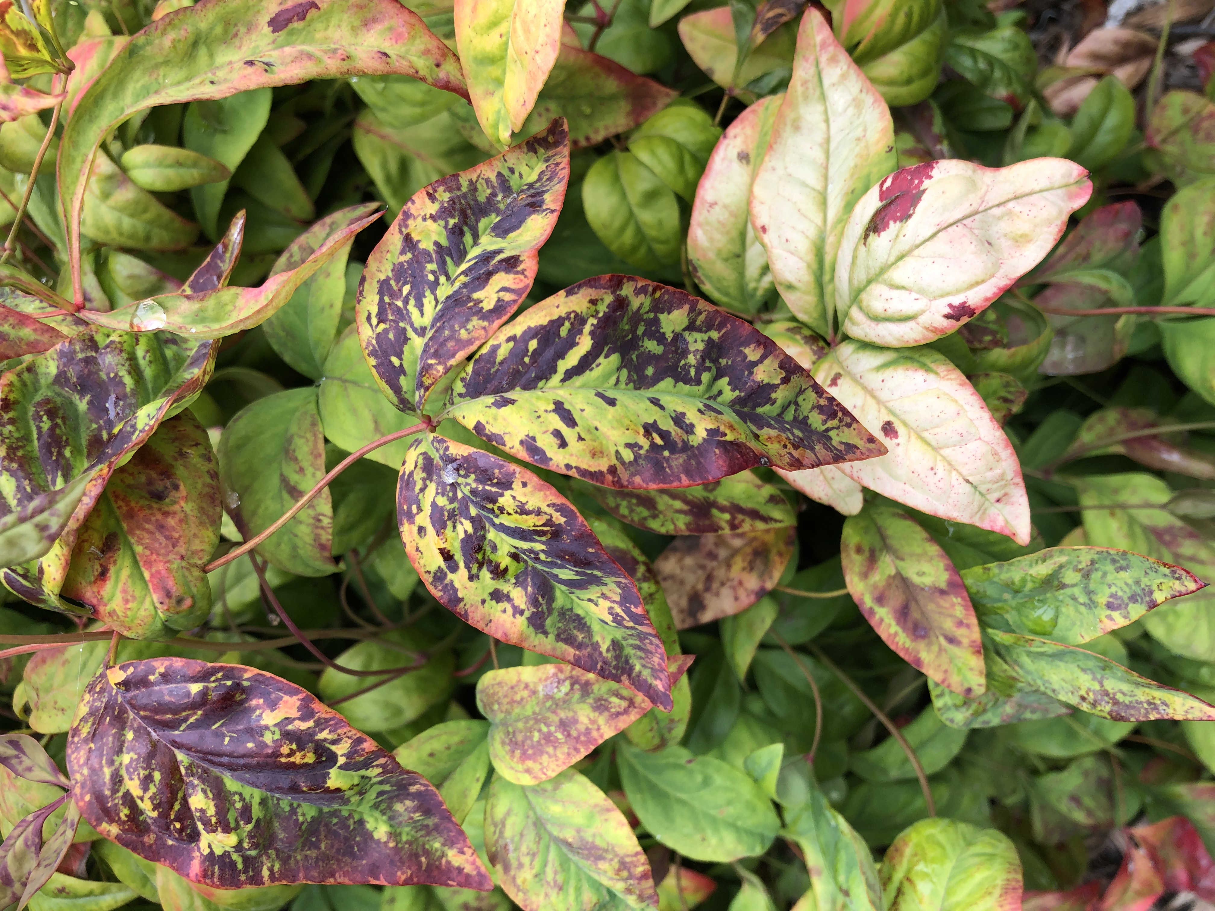 Identify and Manage Nandina Mosaic Virus on trees and shrubs