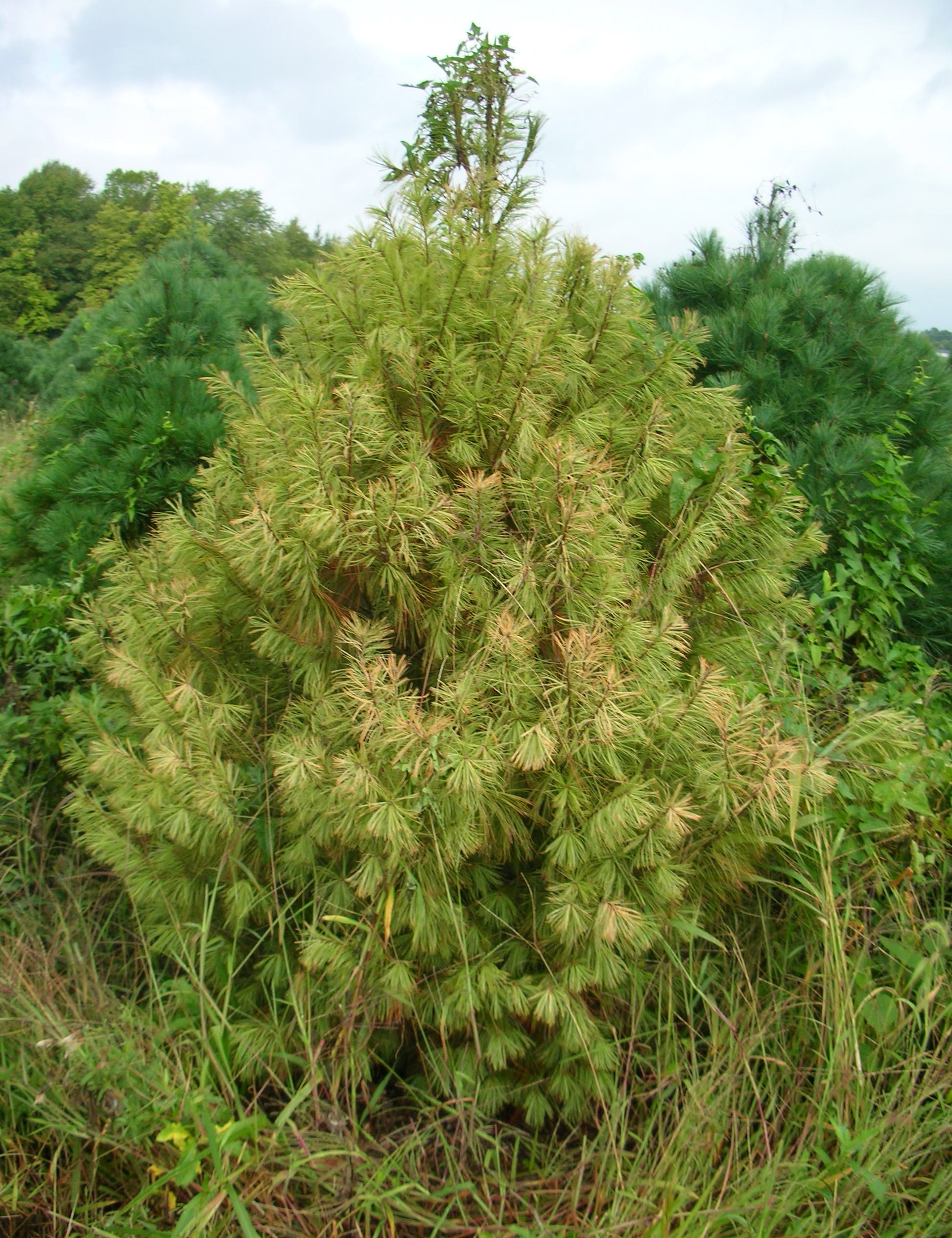 Identify and Manage Phytophthora Root Rot on trees and shrubs