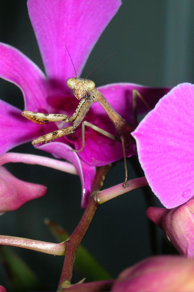 Identify and Manage Praying Mantis on trees and shrubs