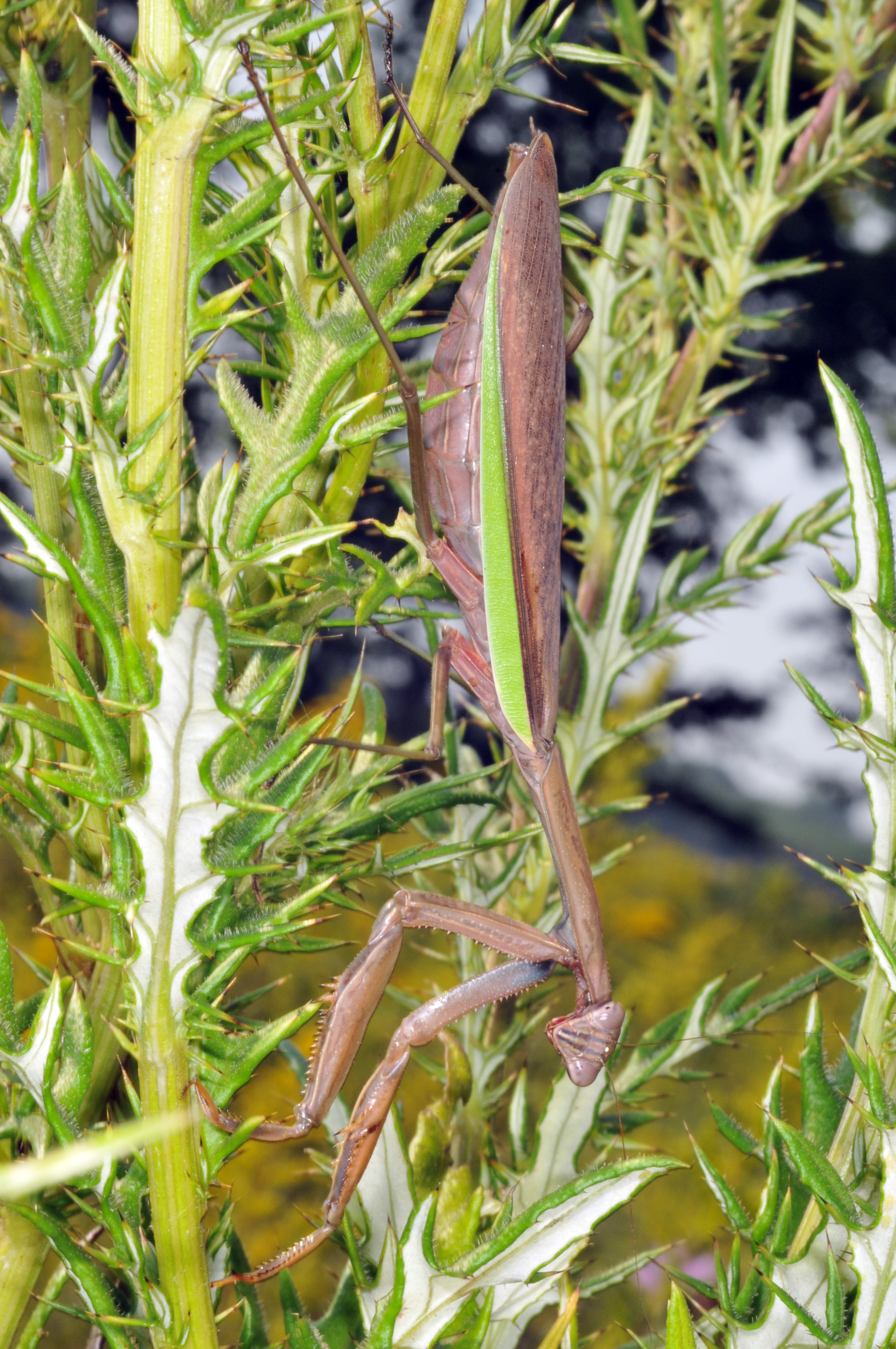 Identify and Manage Praying Mantis on trees and shrubs