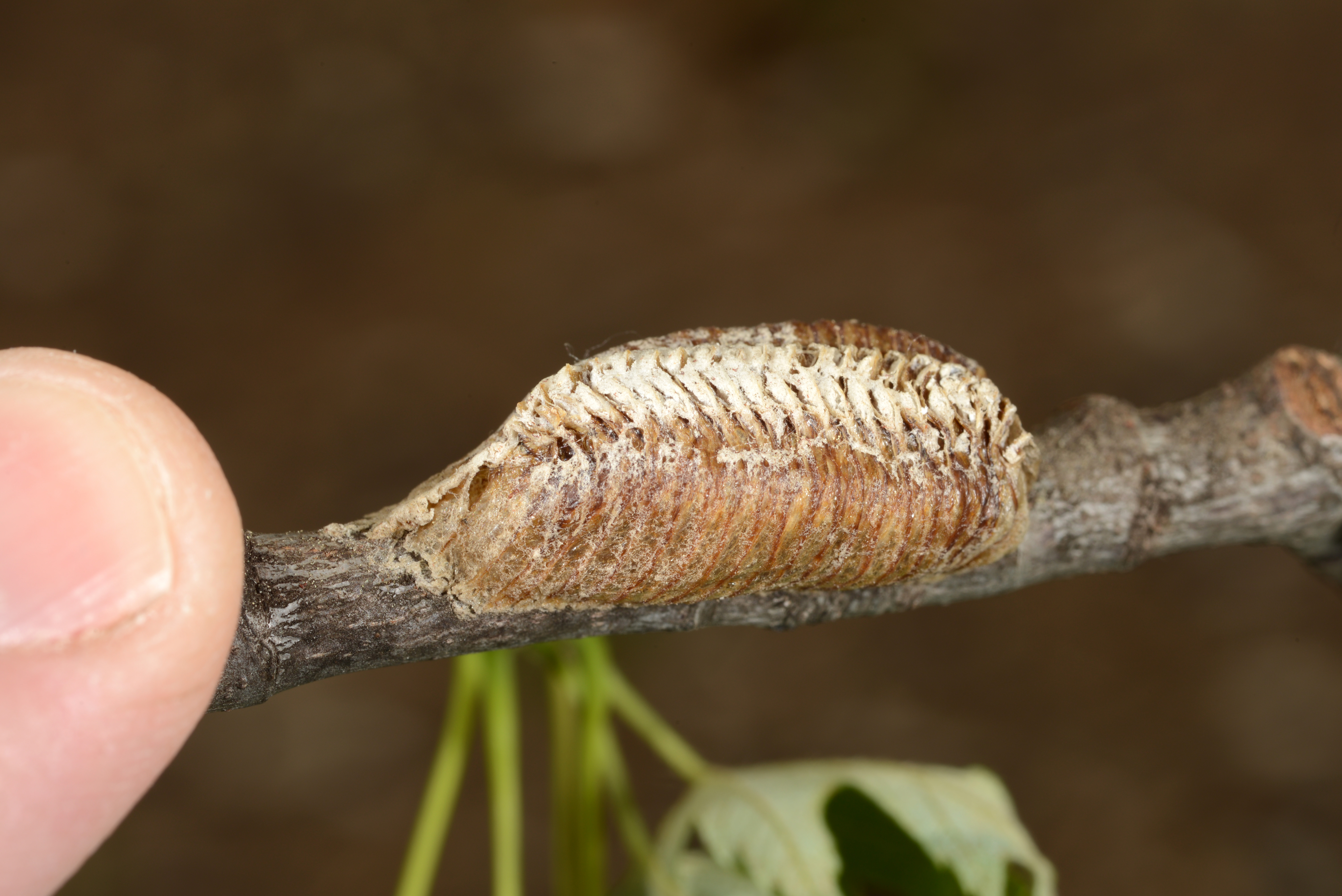 Identify and Manage Praying Mantis on trees and shrubs