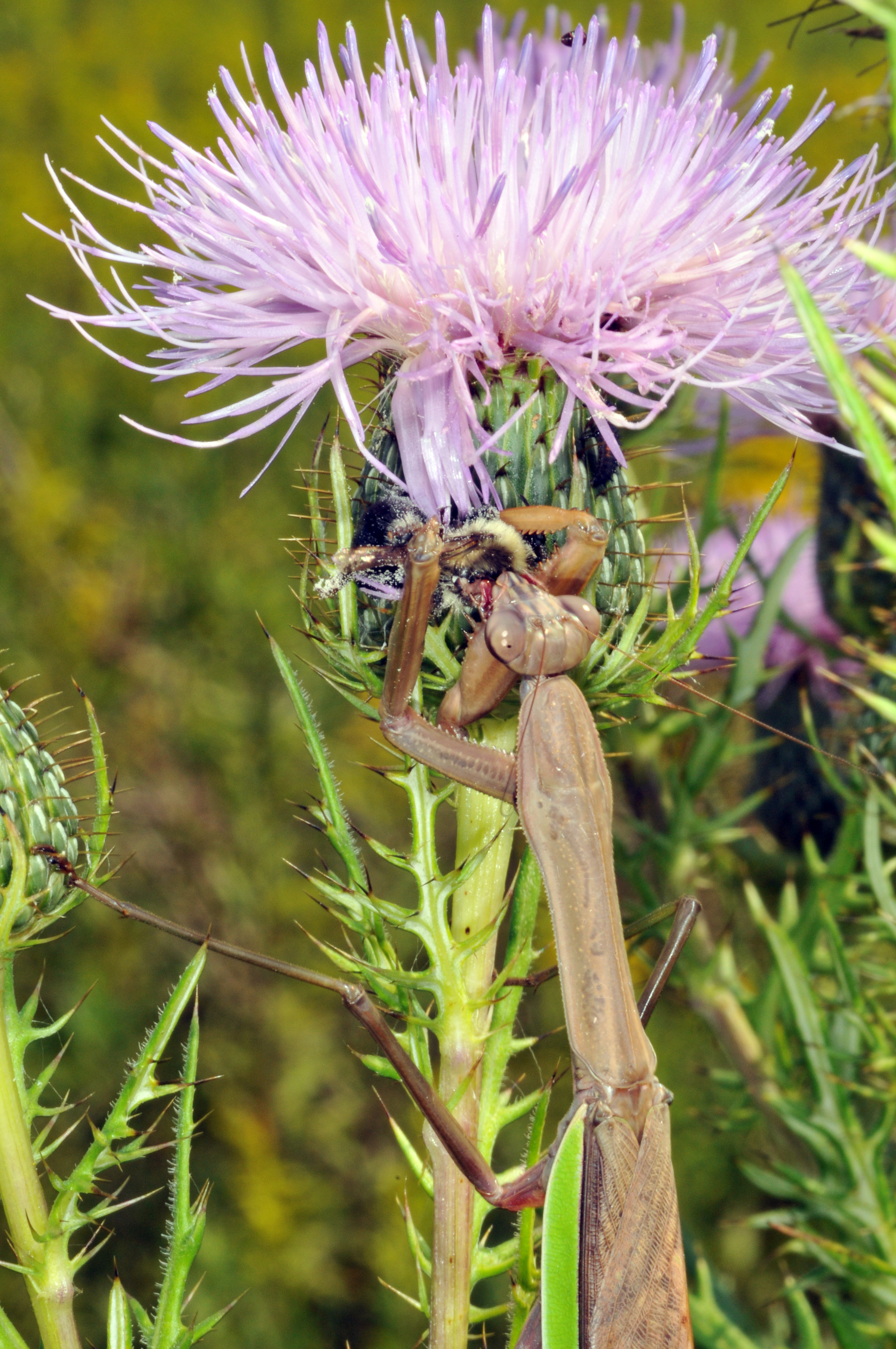 Identify and Manage Praying Mantis on trees and shrubs
