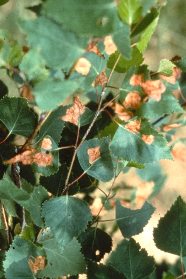 Identify and Manage Birch Leafminer on trees and shrubs