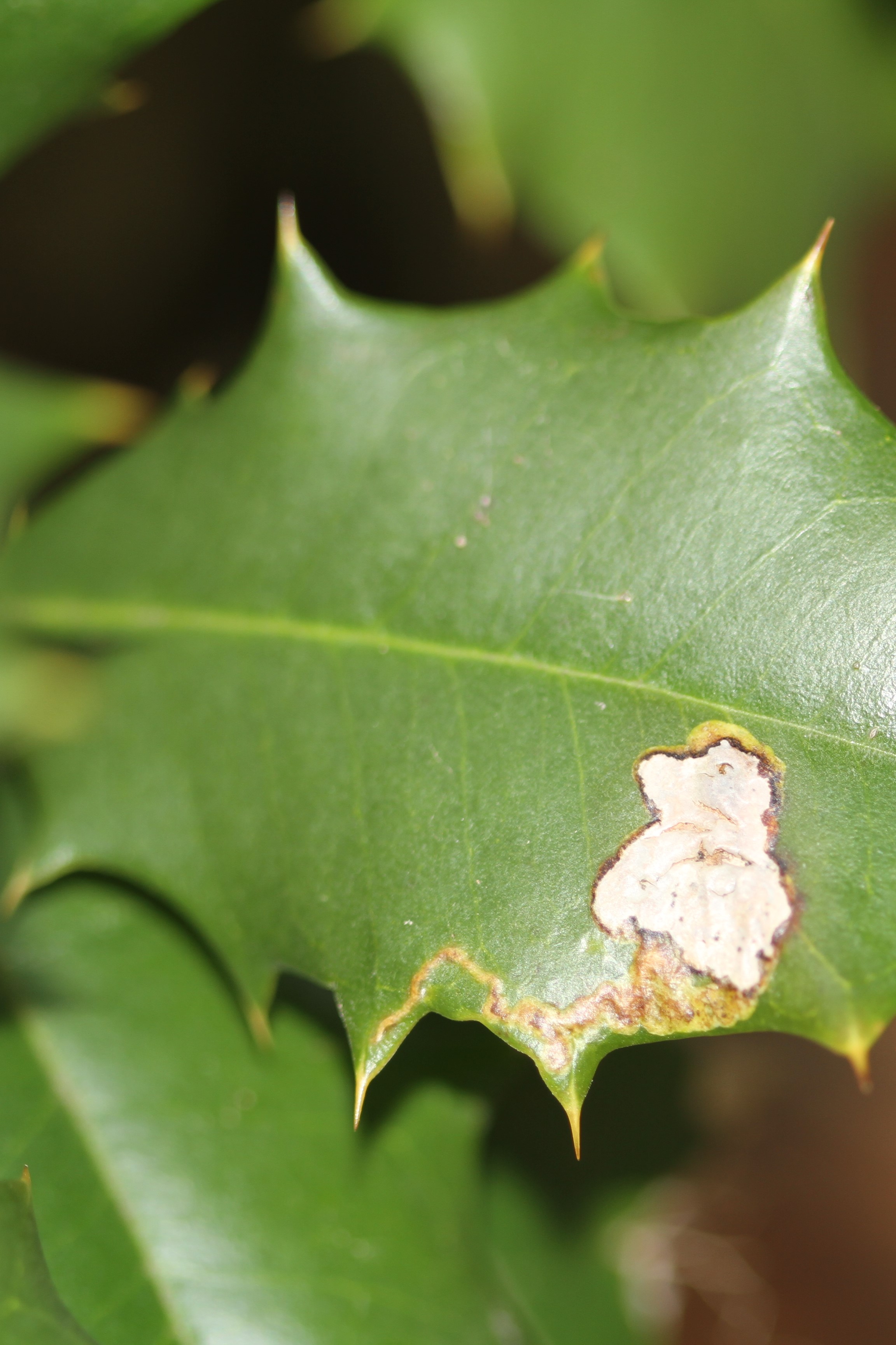 Identify and Manage Holly Leaf Miners on trees and shrubs