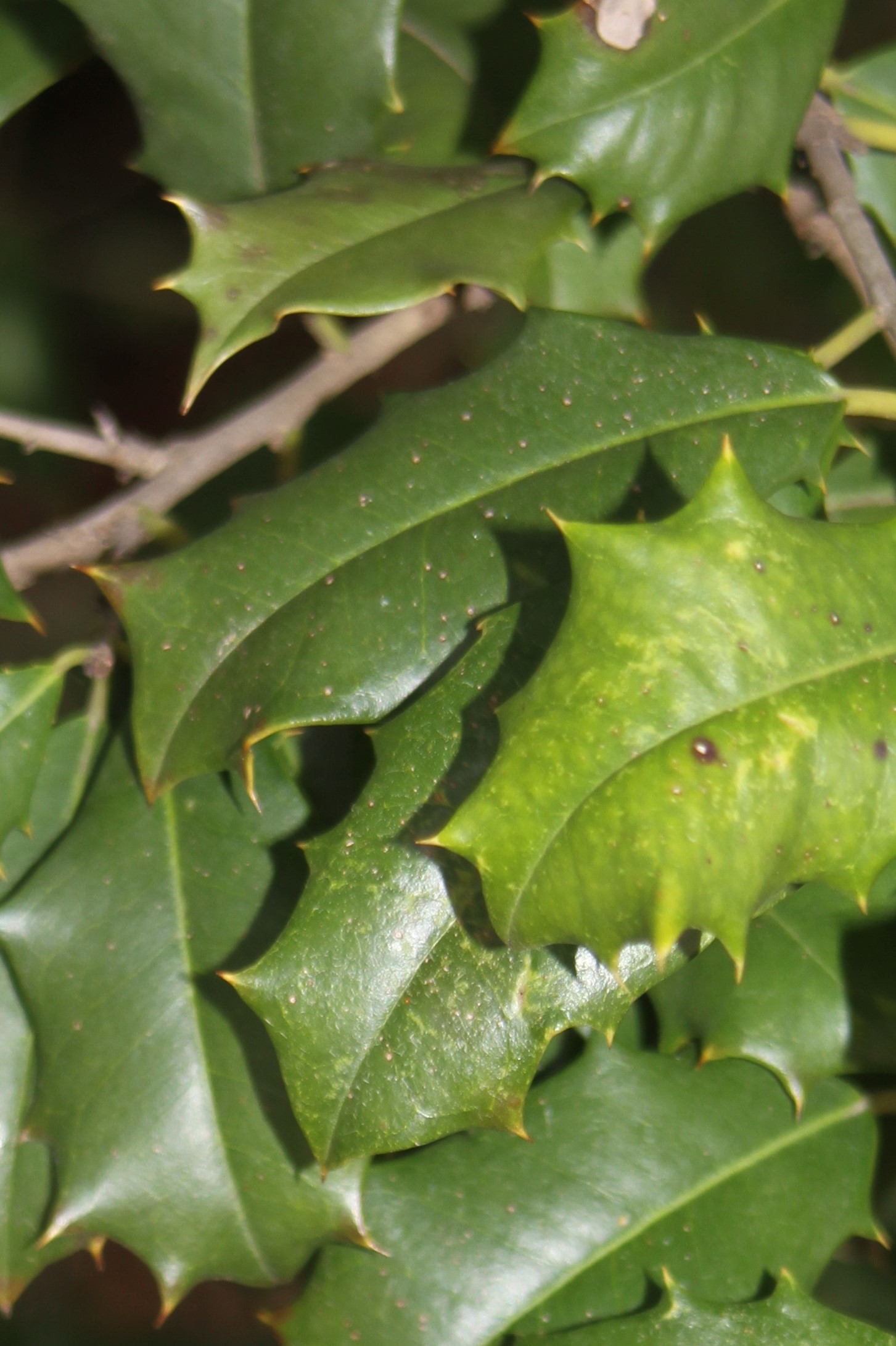 Identify and Manage Holly Leaf Miners on trees and shrubs