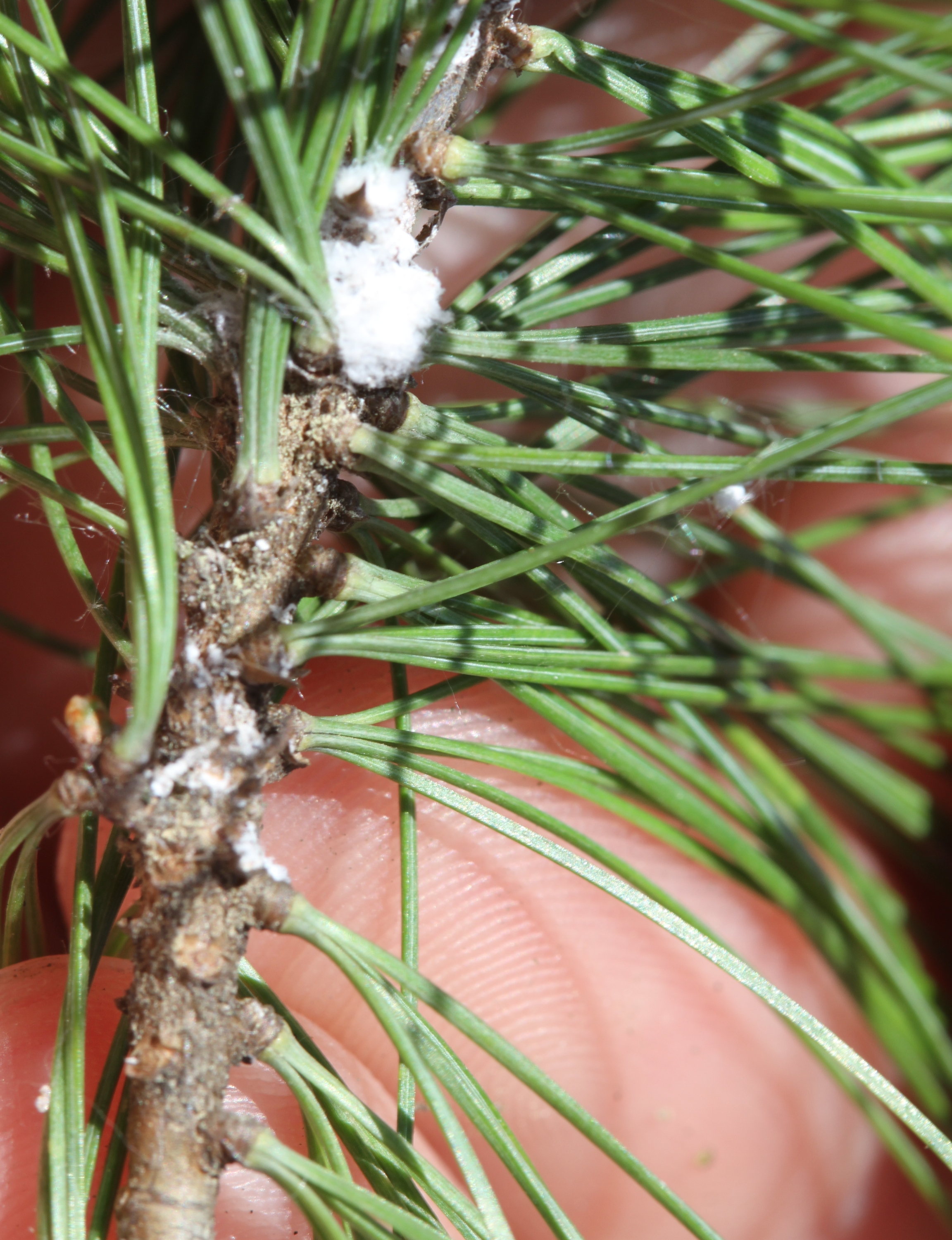 Identify and Manage Pine Bark Adelgid on trees and shrubs