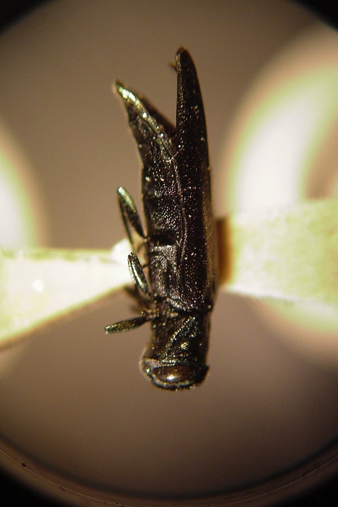 Identify and Manage Bronze Birch Borer on trees and shrubs