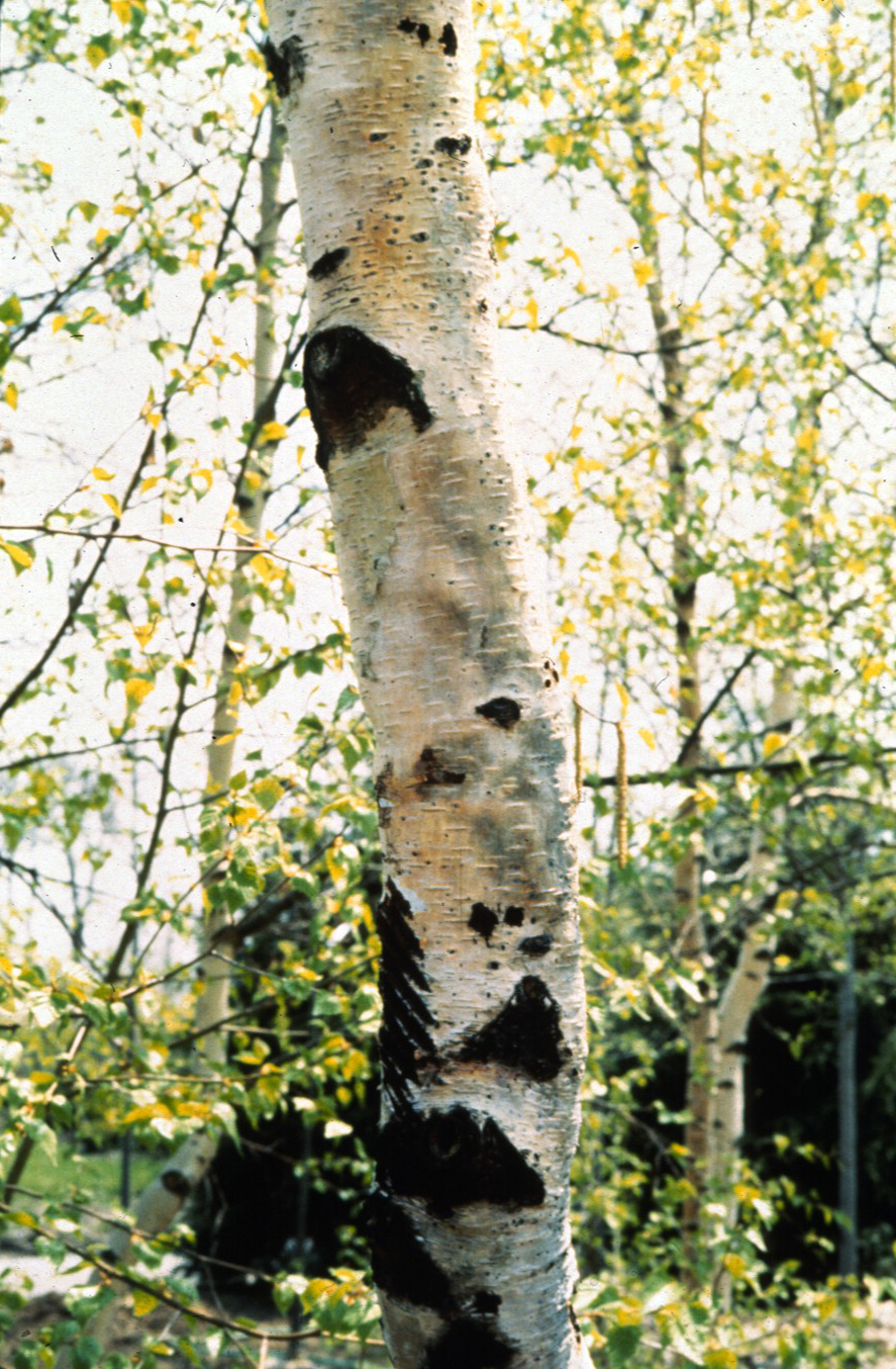 Identify and Manage Bronze Birch Borer on trees and shrubs