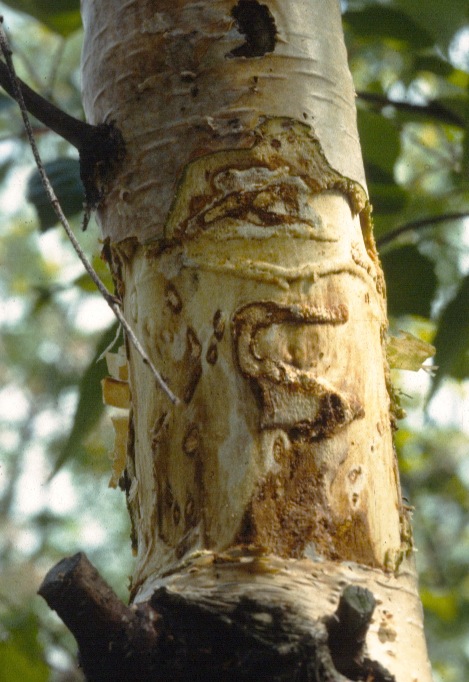Identify and Manage Bronze Birch Borer on trees and shrubs