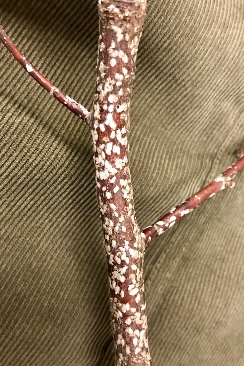 Identify and Manage Scurfy Scale on trees and shrubs