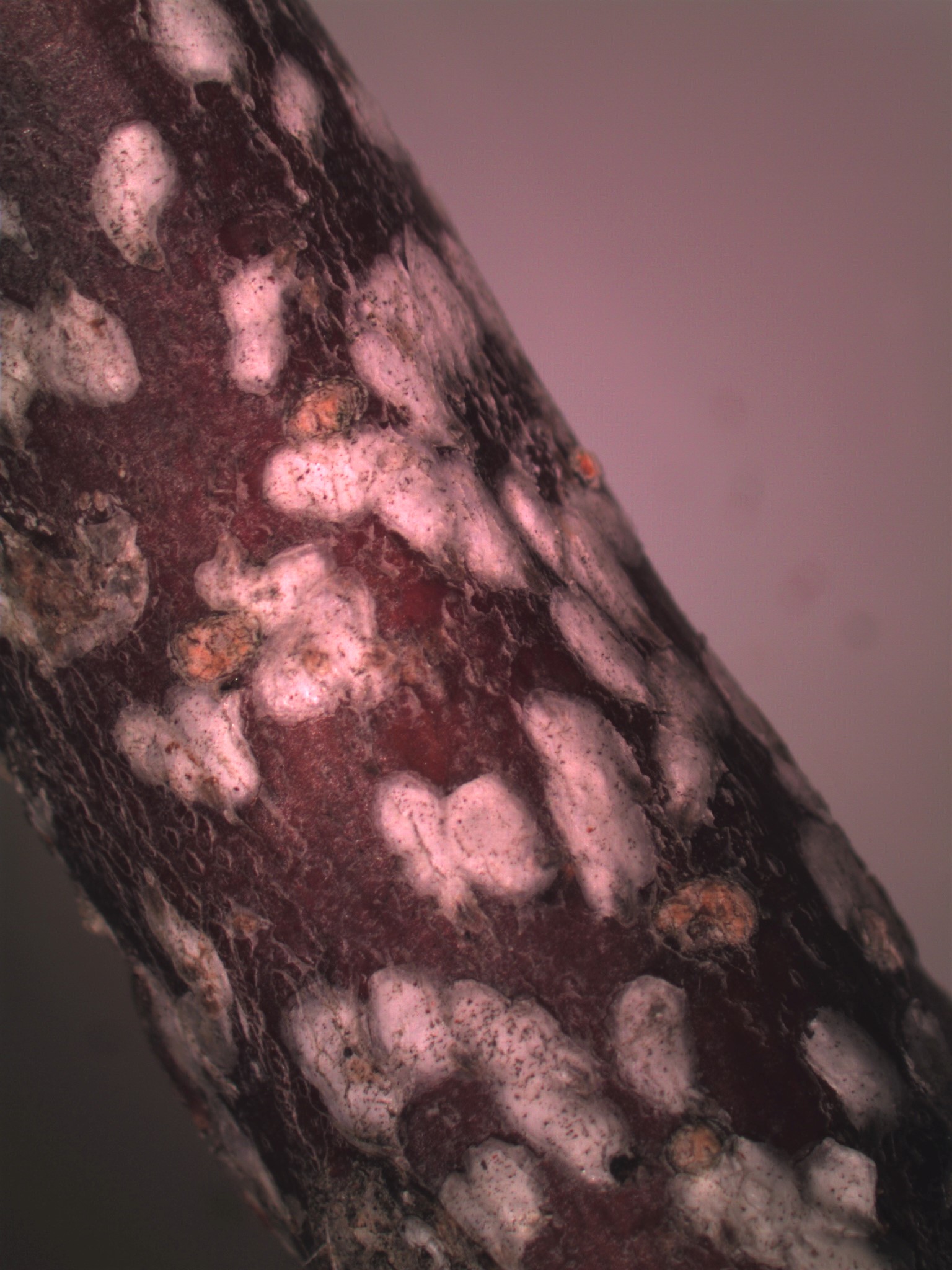 Identify and Manage Scurfy Scale on trees and shrubs