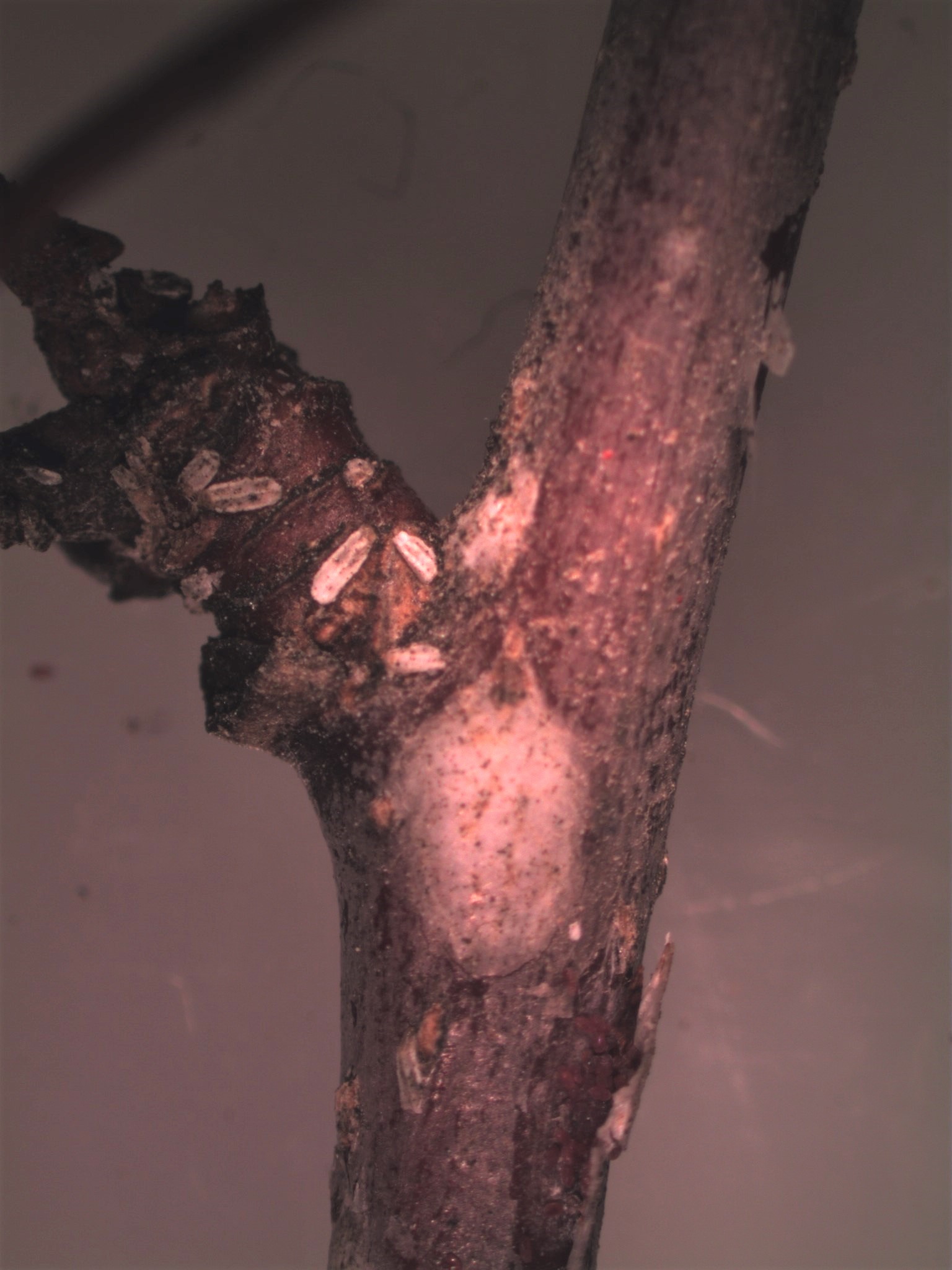 Identify and Manage Scurfy Scale on trees and shrubs